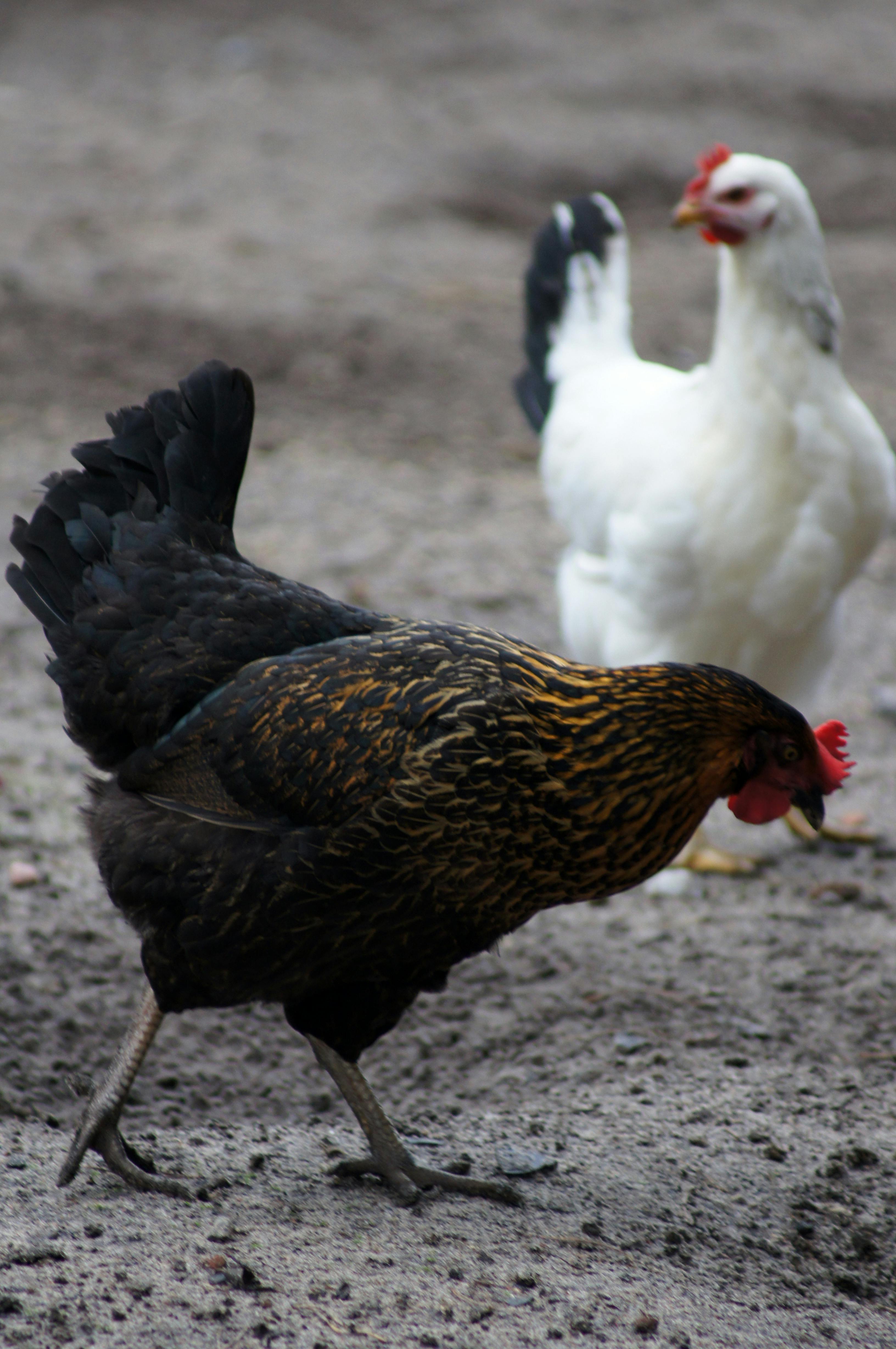 Sheep, Cows And Chicken Farms Photos, Download The BEST Free Sheep ...