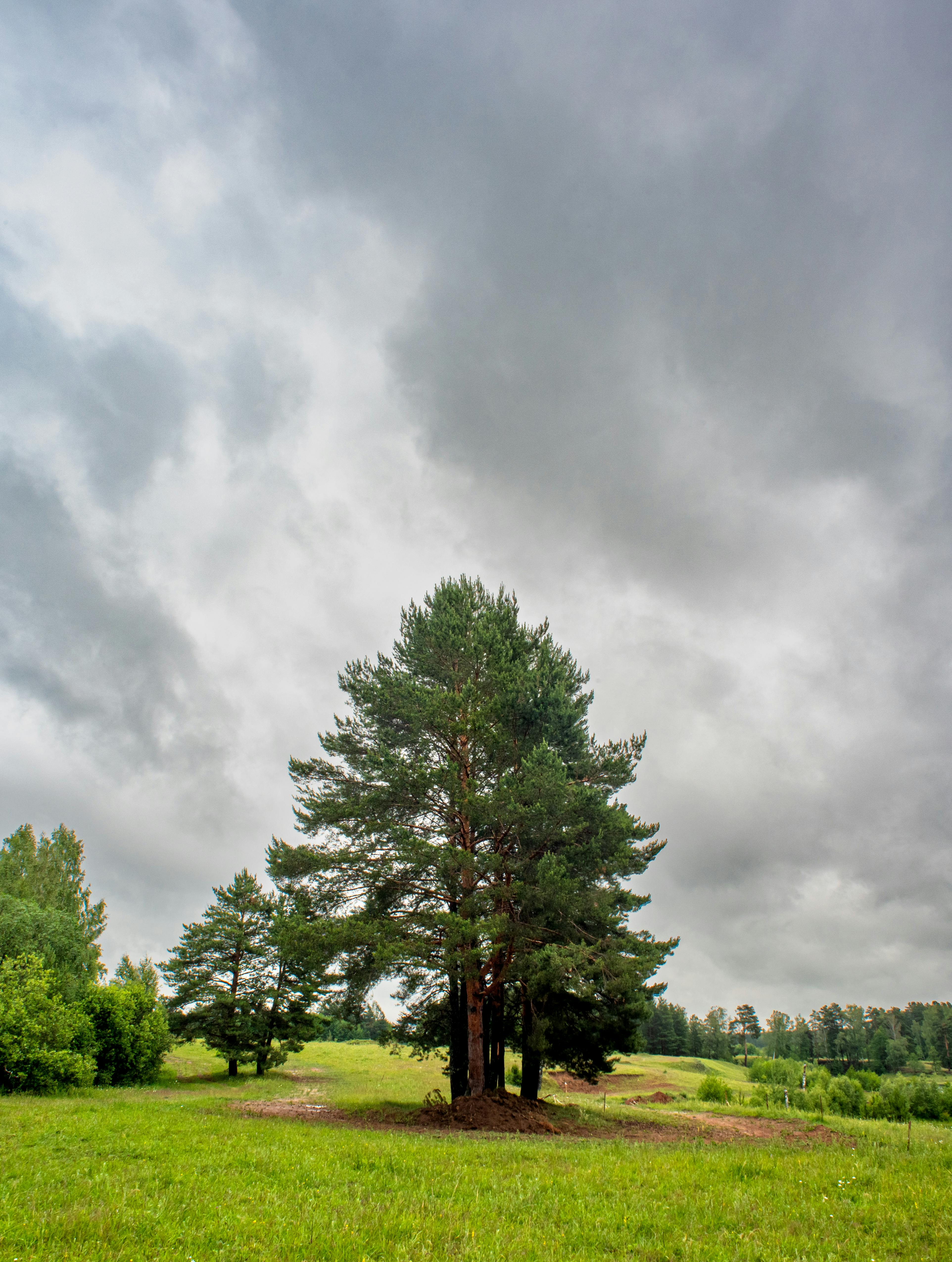 Focal Point Tree Photos, Download The BEST Free Focal Point Tree Stock ...