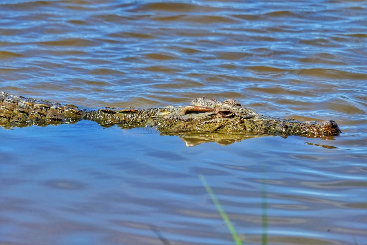 Hiding Alligator Photos, Download The BEST Free Hiding Alligator Stock ...