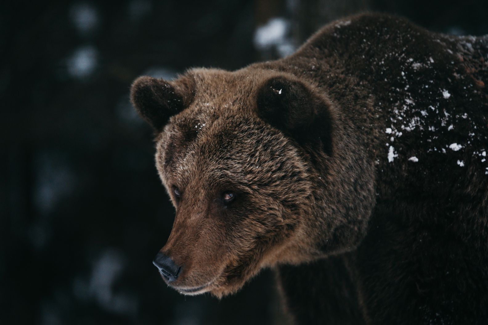 Protecting Grizzly Bear Habitat for Bears and Ecosystems