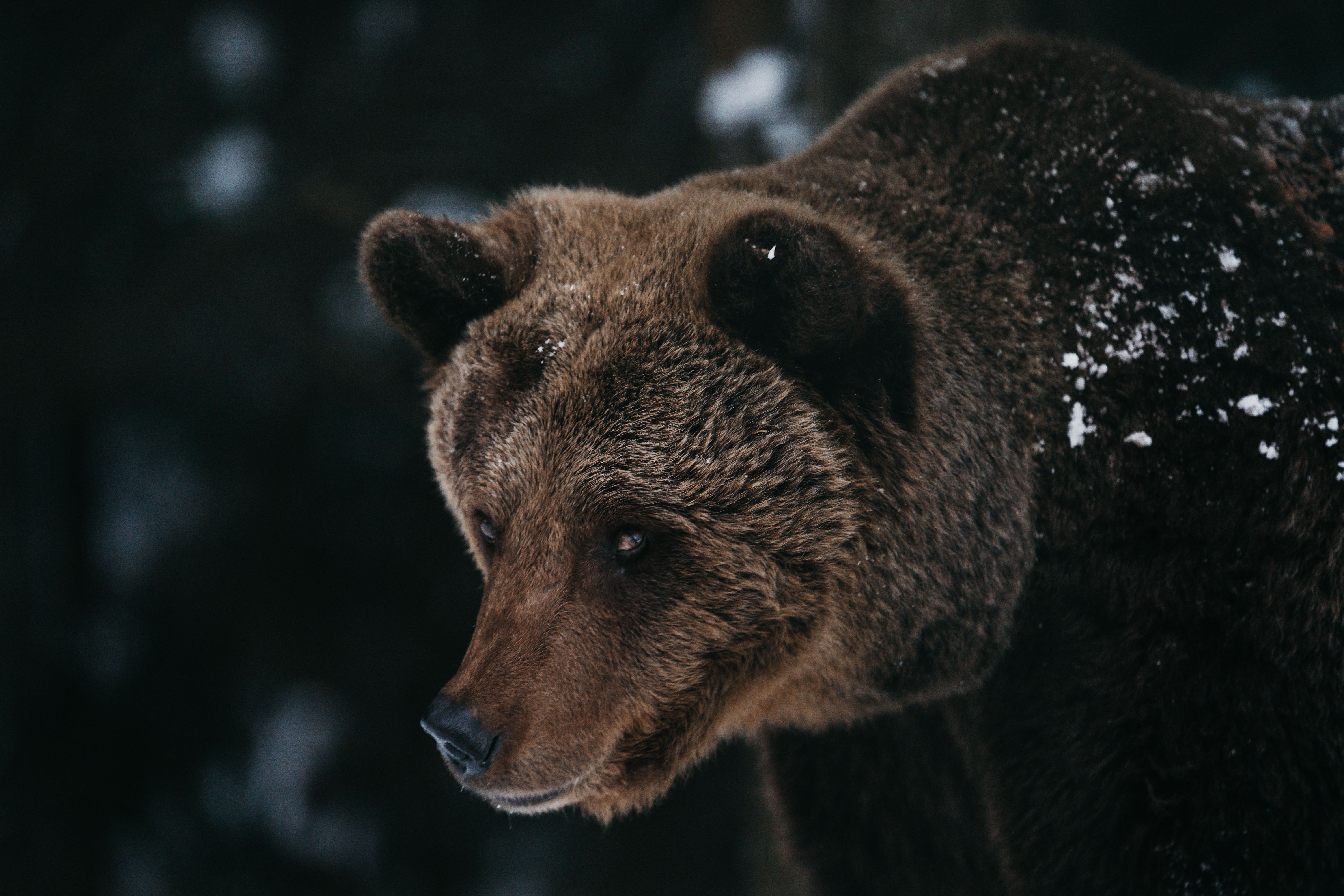 Close-up Photo of Grizzly Bear · Free Stock Photo