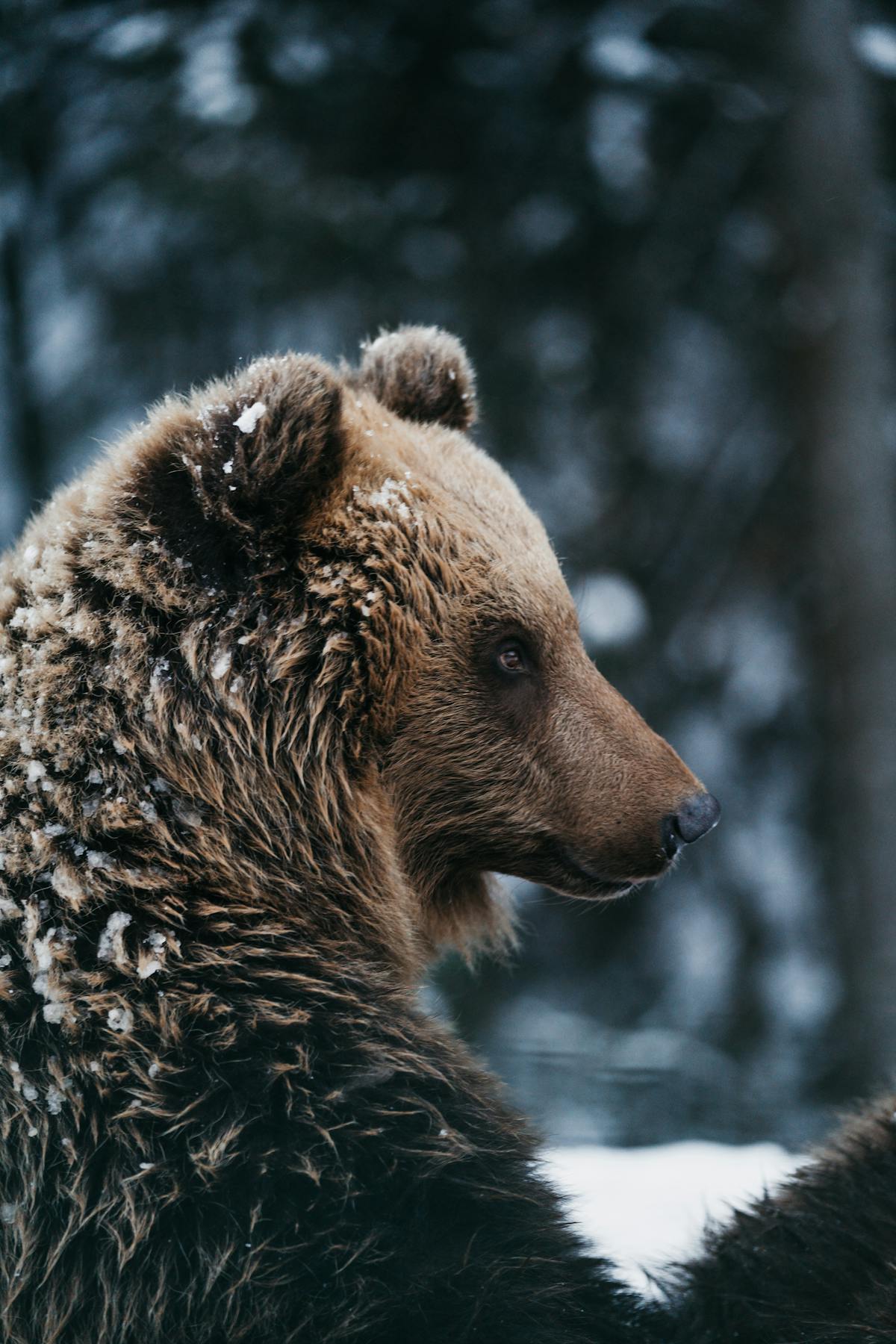 Bear Hunting Photos, Download The BEST Free Bear Hunting Stock Photos ...