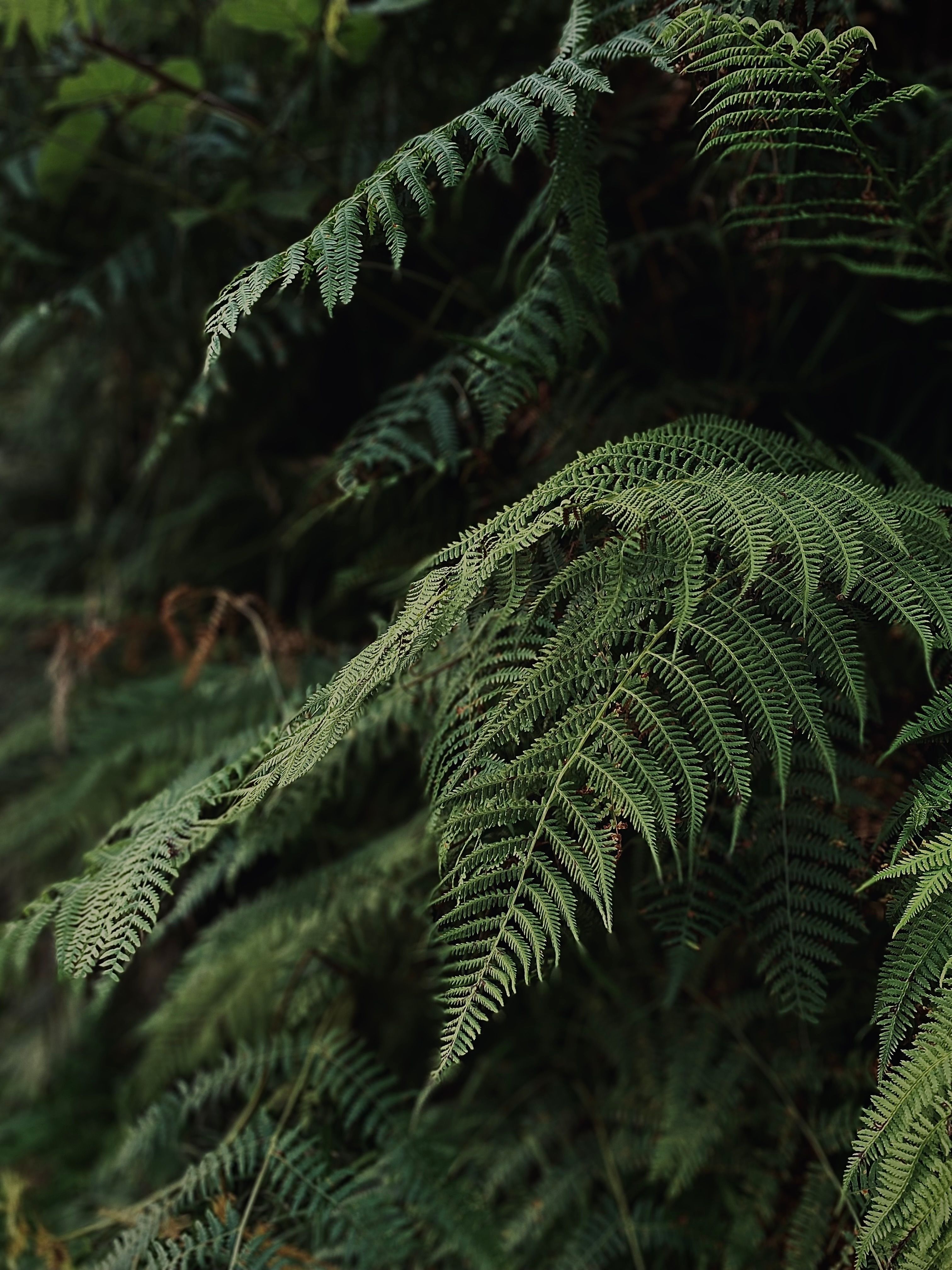 Close up of a Fern · Free Stock Photo