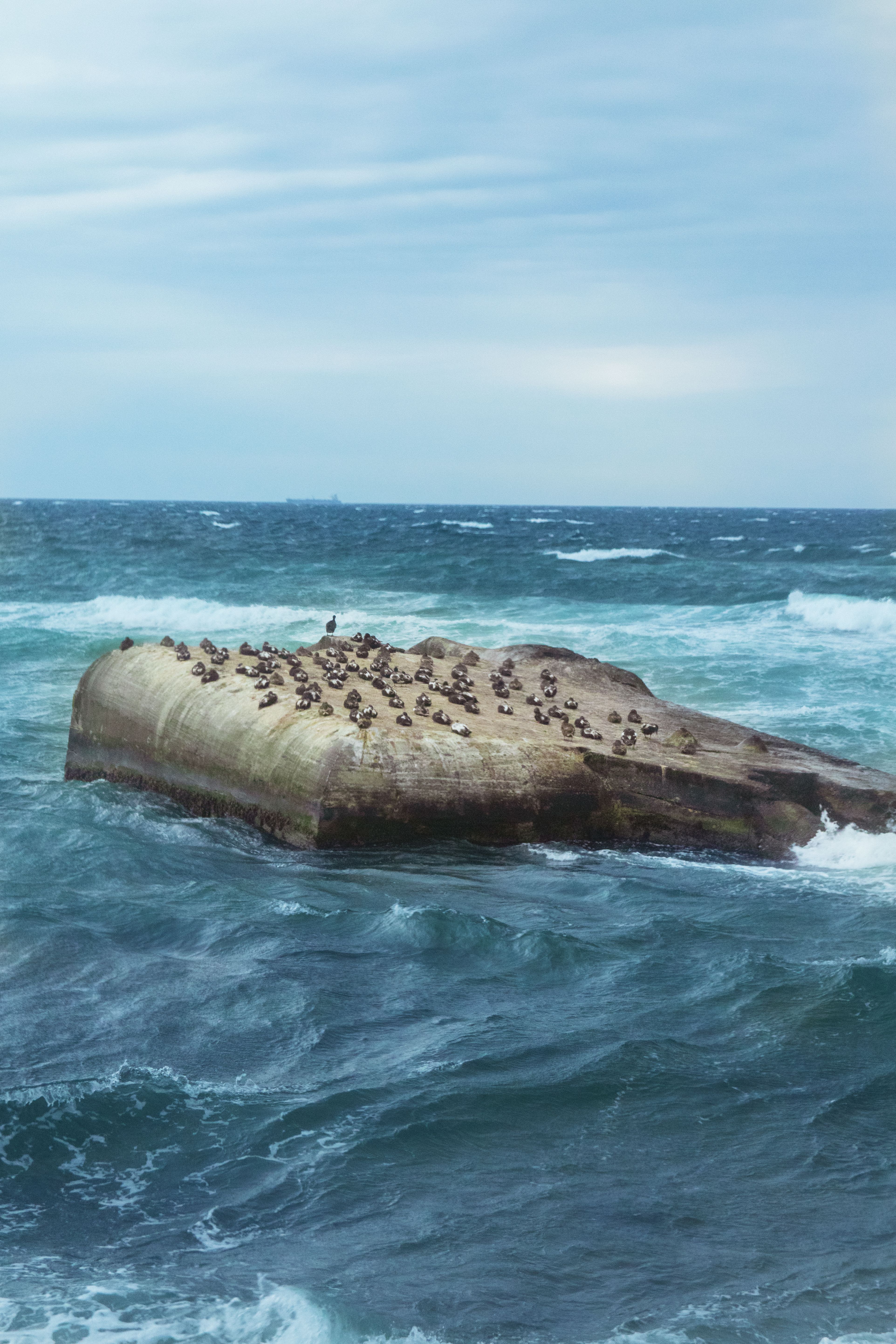 Birds on Rock on Sea Shore · Free Stock Photo