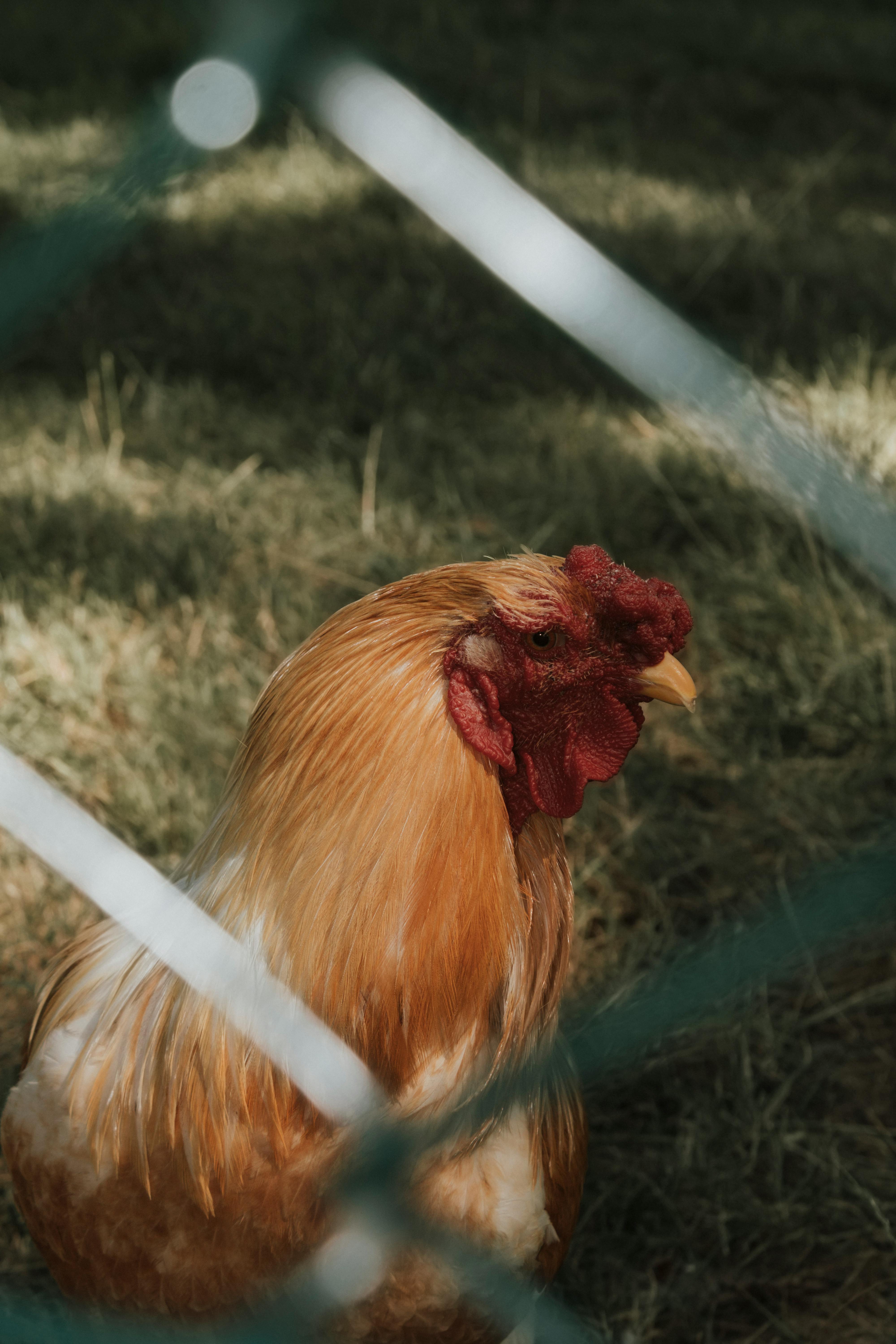 Hen behind Fence · Free Stock Photo