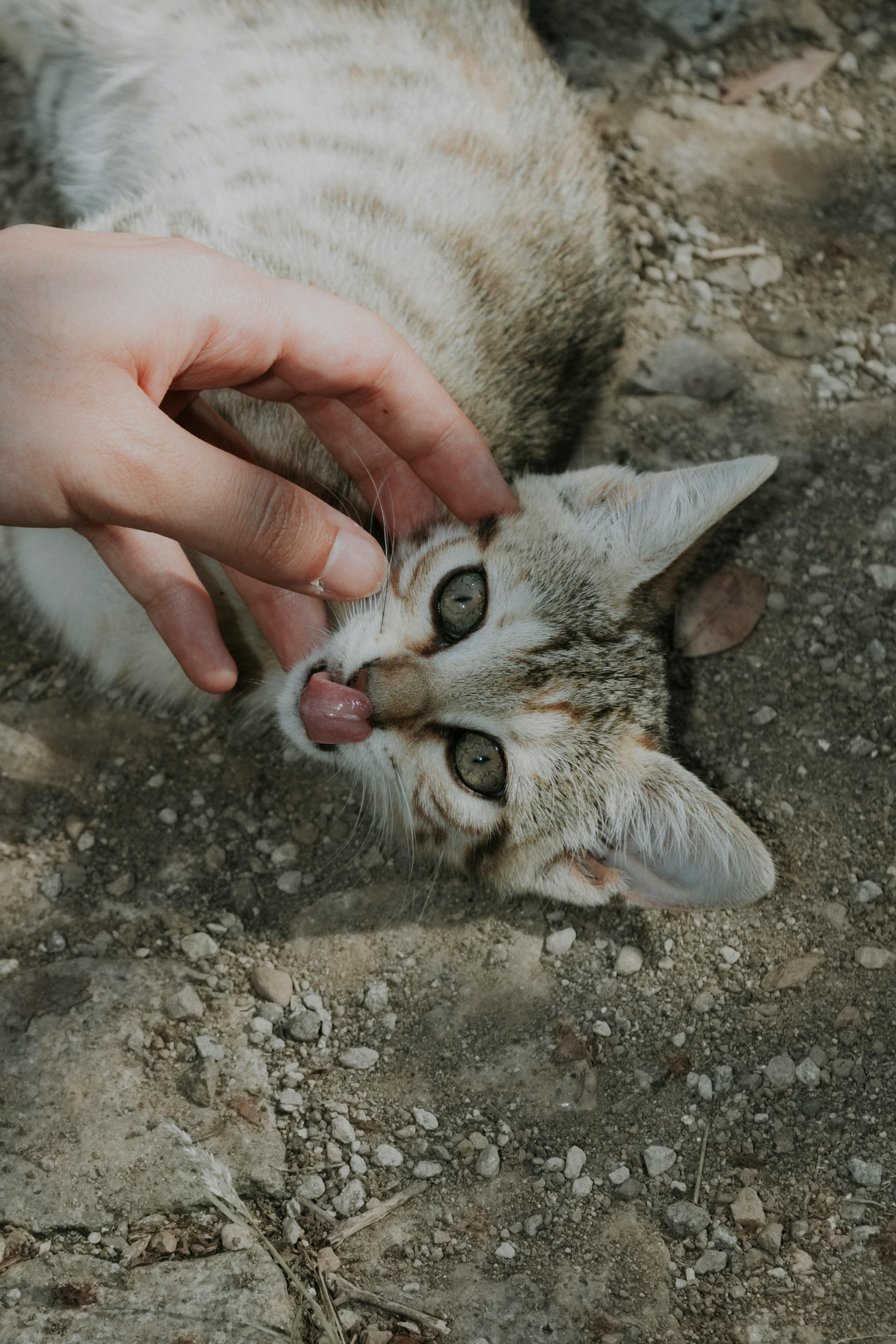 Hand Patting Cat · Free Stock Photo
