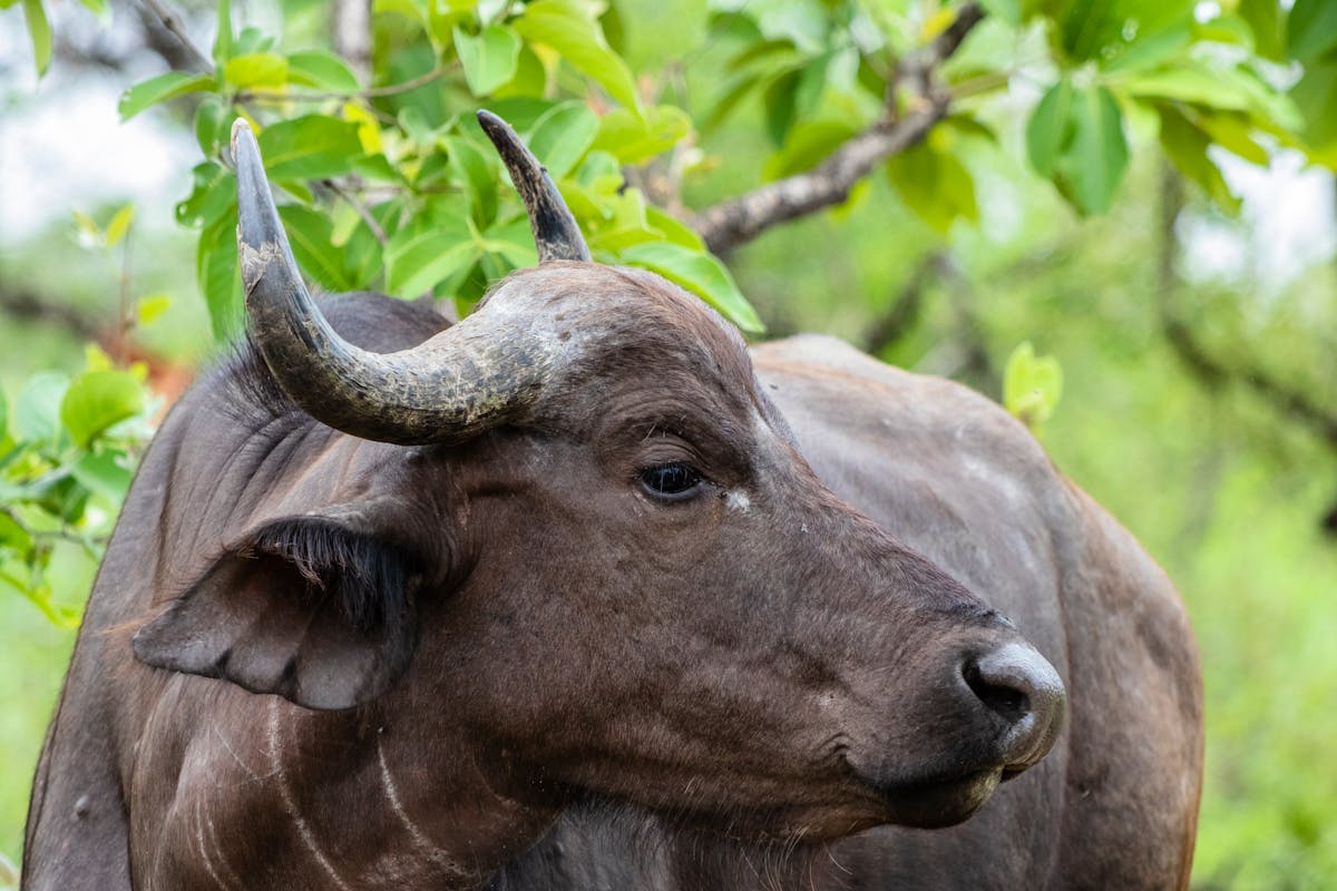 Murrah Buffalo Photos, Download The BEST Free Murrah Buffalo Stock ...