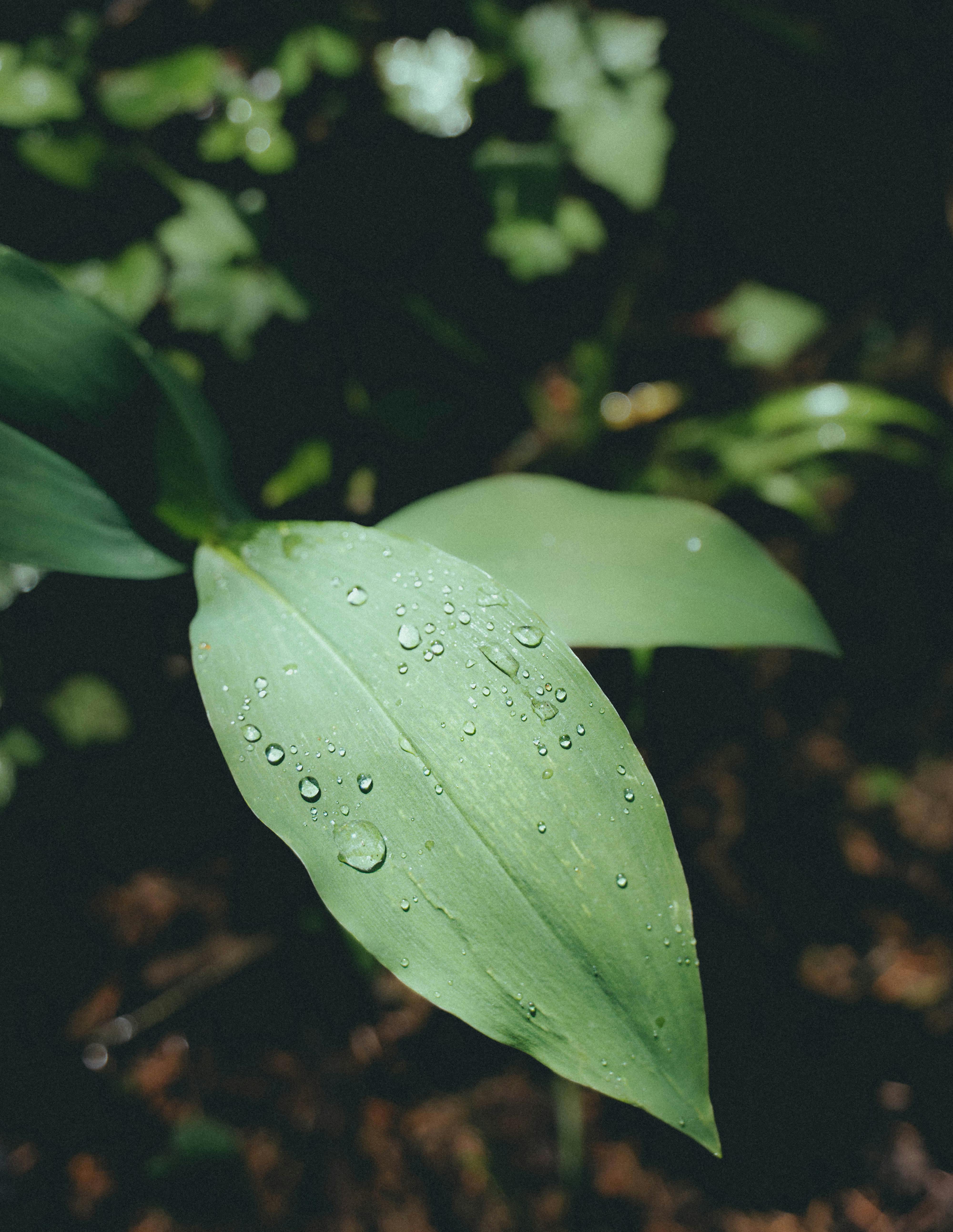 Chinar Leaf Photos, Download The BEST Free Chinar Leaf Stock Photos ...