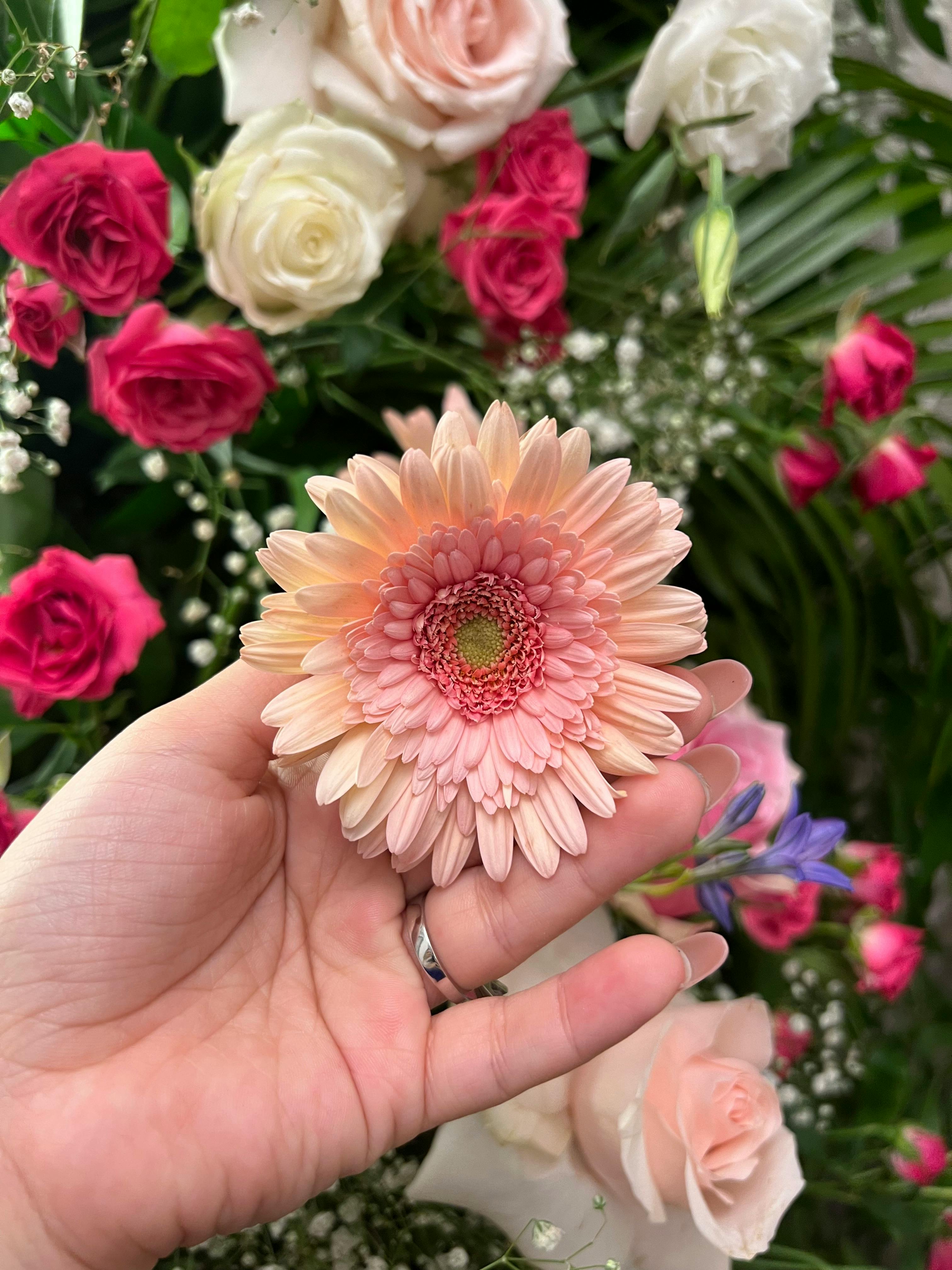 Standard Roses Photos, Download The BEST Free Standard Roses Stock ...