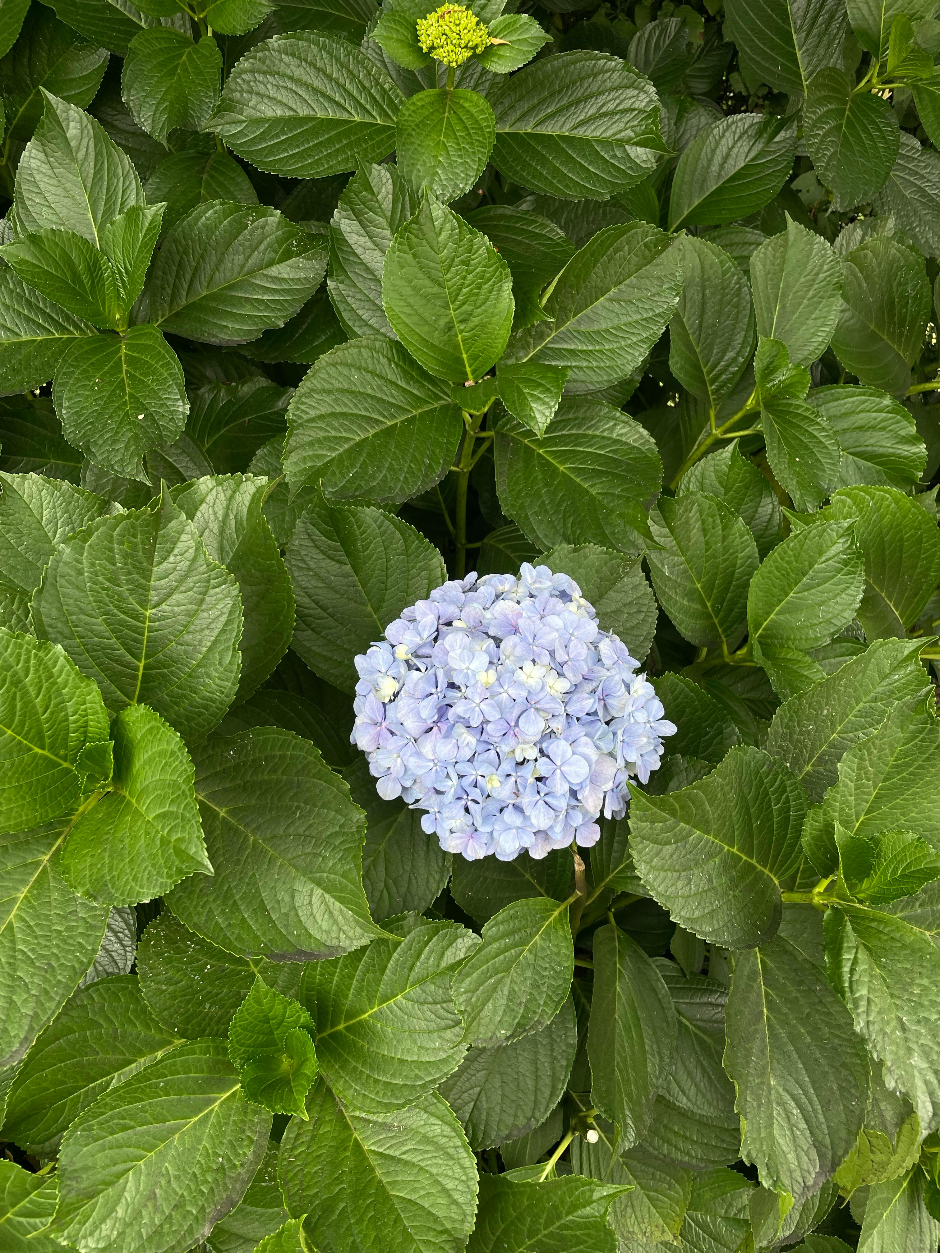Blue Hydrangea Flower · Free Stock Photo