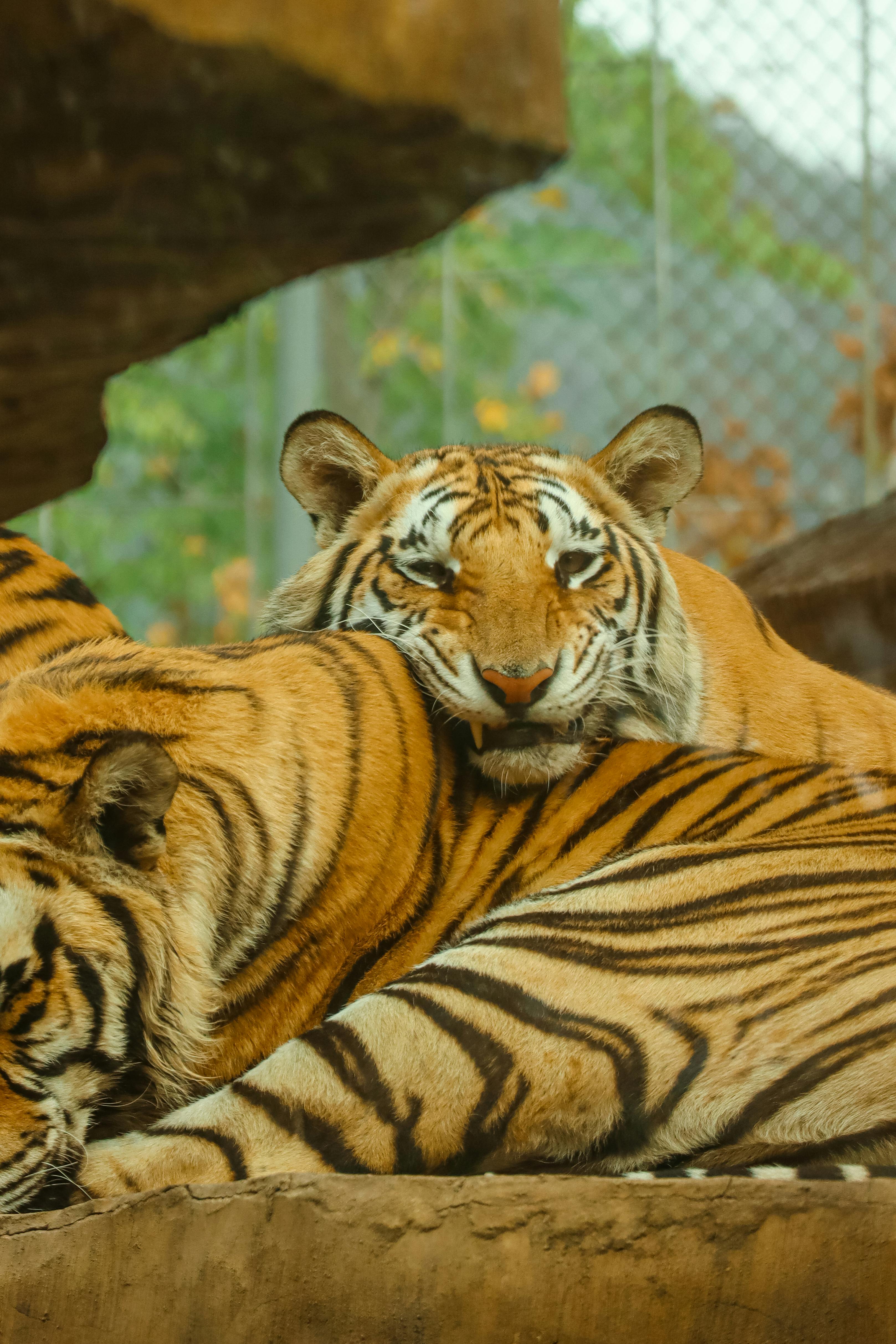 Close-up of Tigers in the ZOO · Free Stock Photo