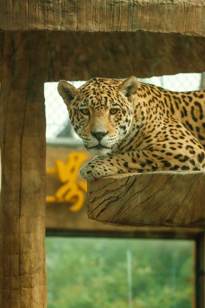 Jaguar Cat Photos, Download The BEST Free Jaguar Cat Stock Photos & HD ...