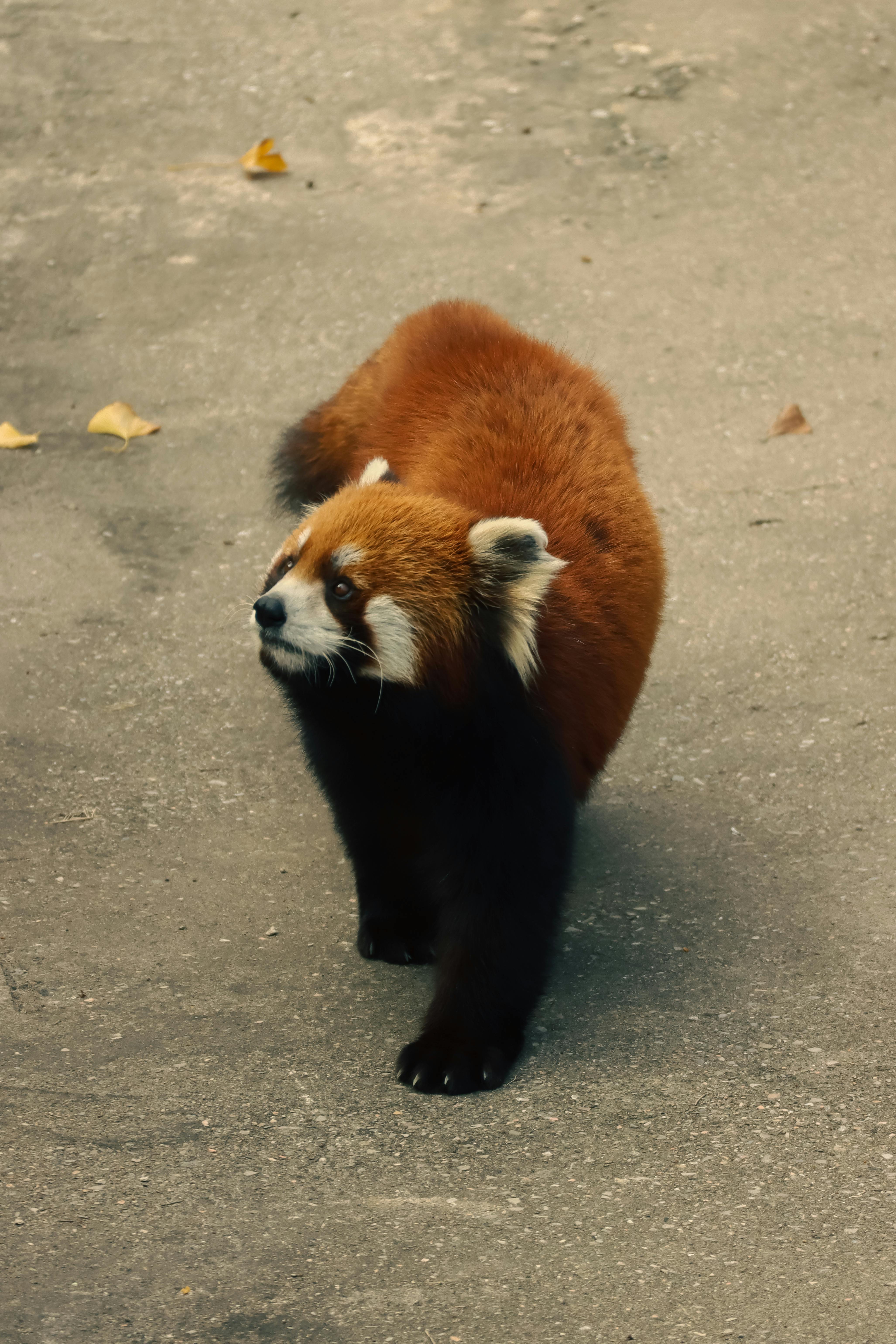 Panda Bear on Green Grass · Free Stock Photo