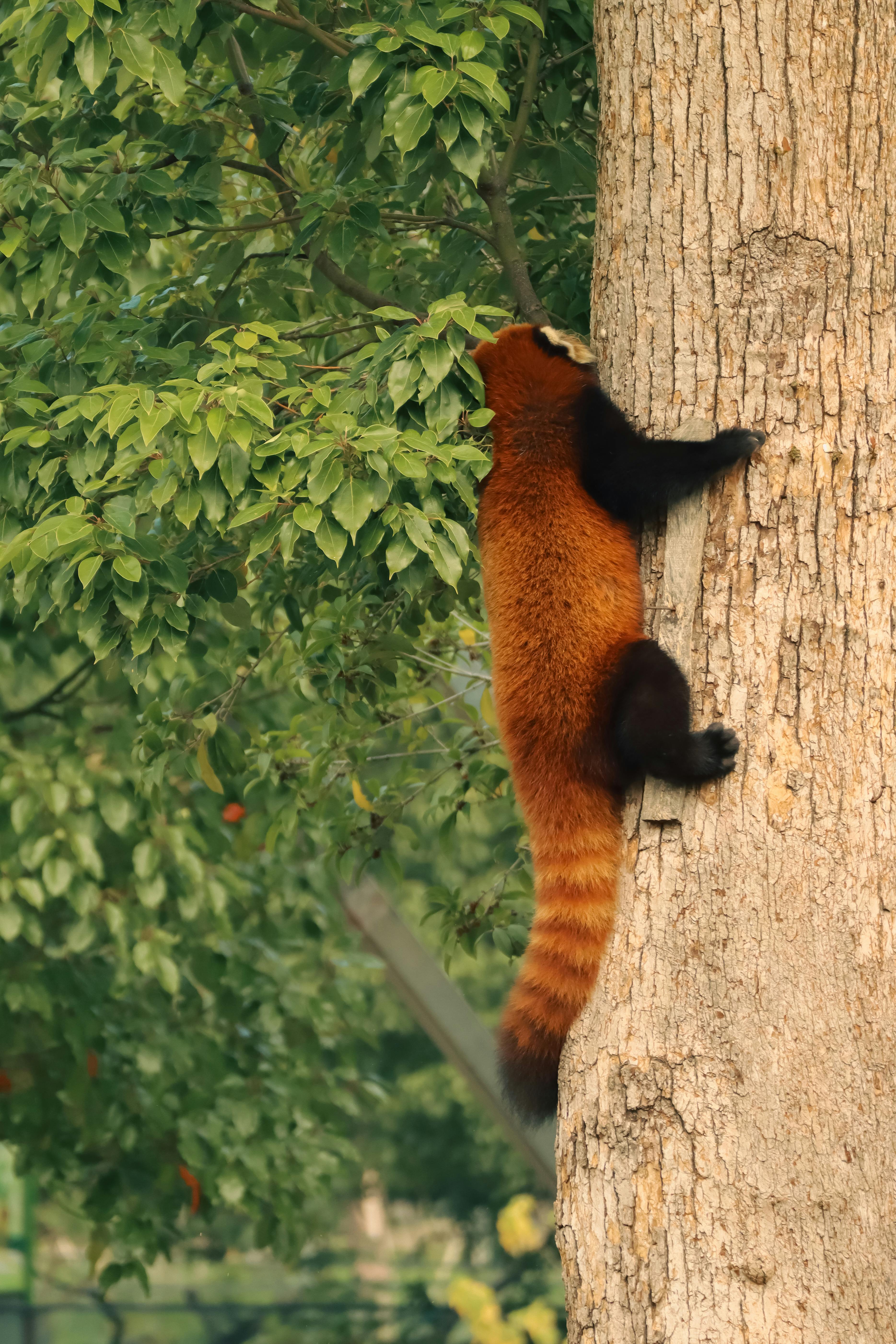 Red Panda Climbing a Tree · Free Stock Photo