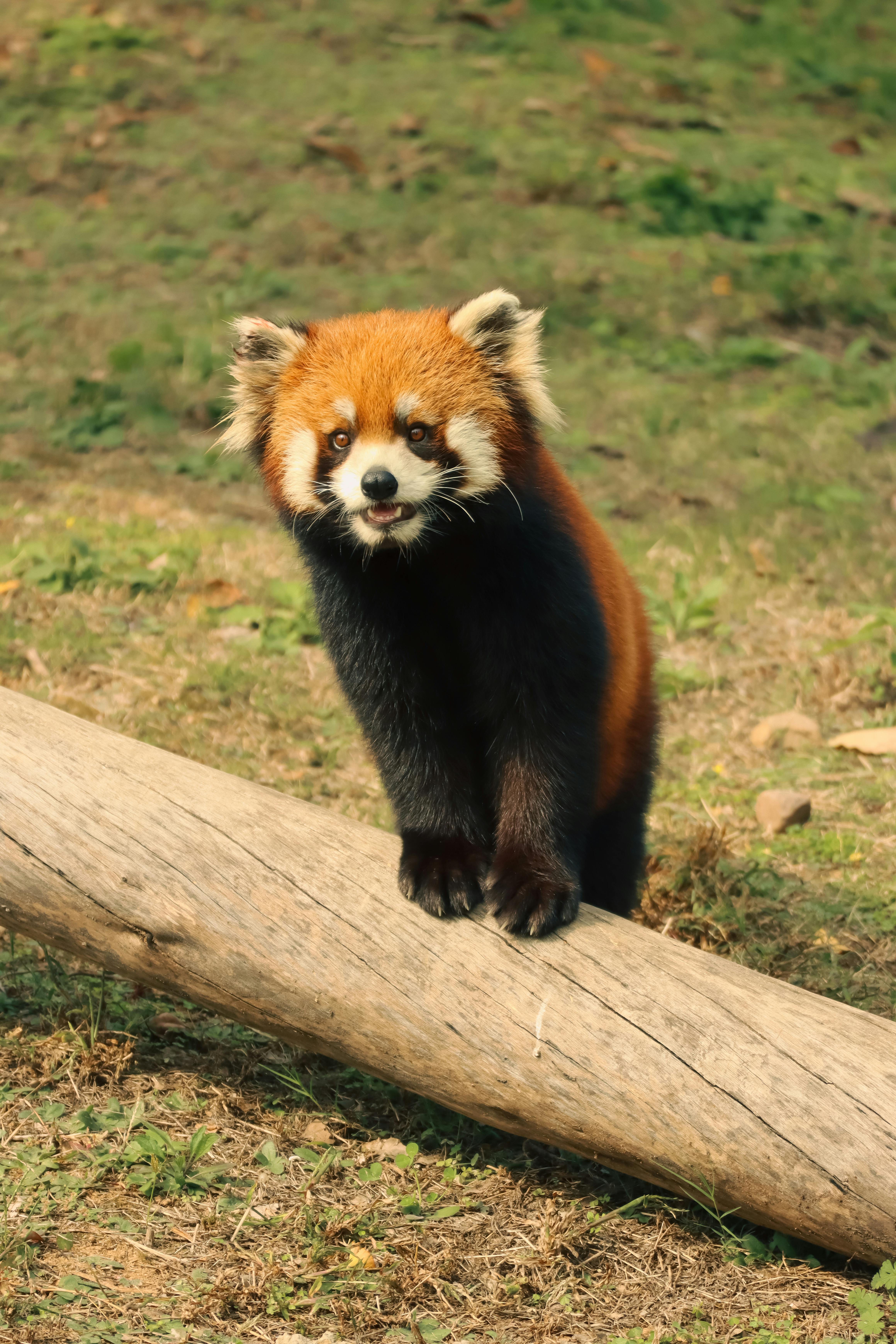 Red Panda Bear Behind Tree · Free Stock Photo