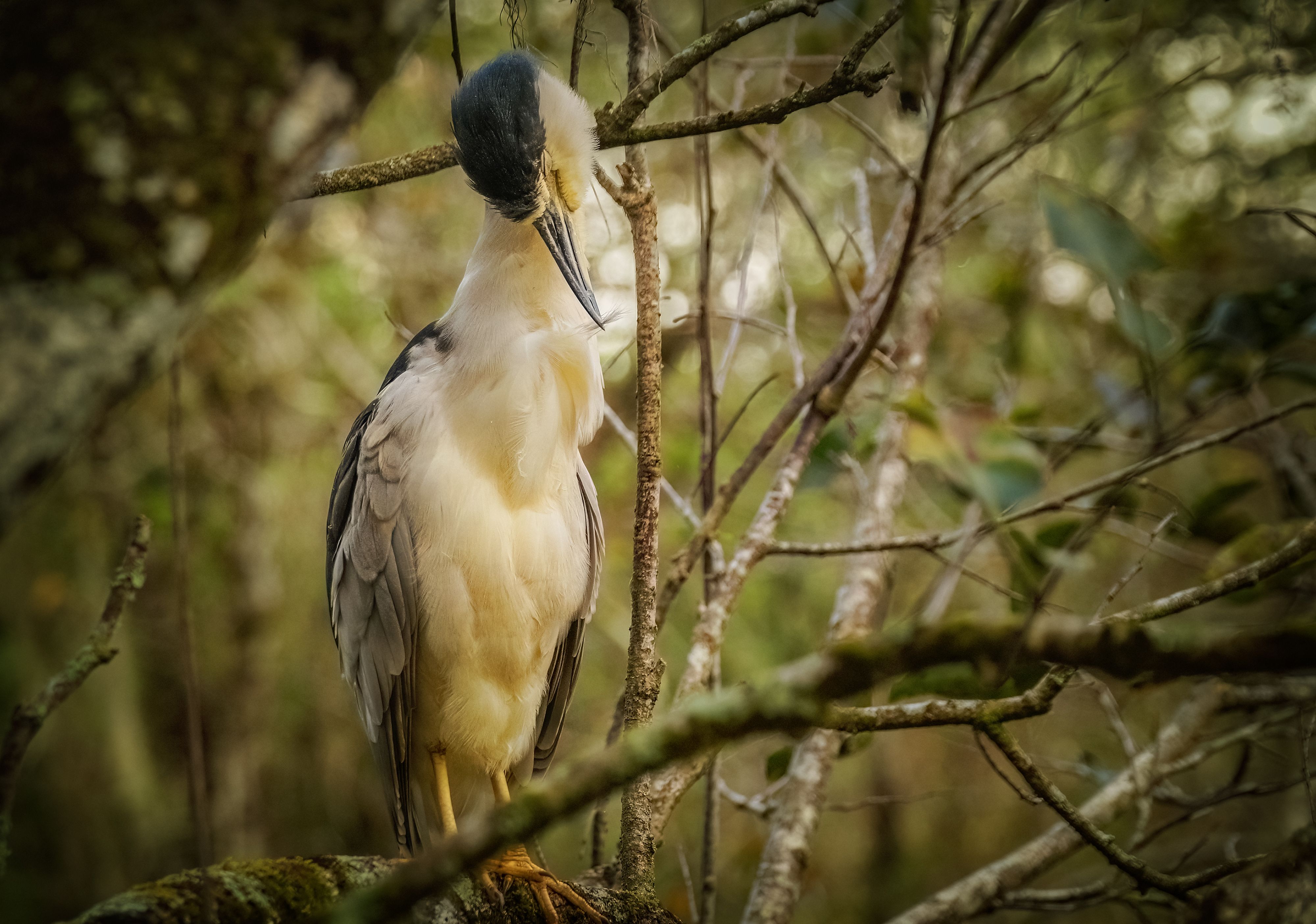 Nature Pic Animal Photos, Download The BEST Free Nature Pic Animal ...