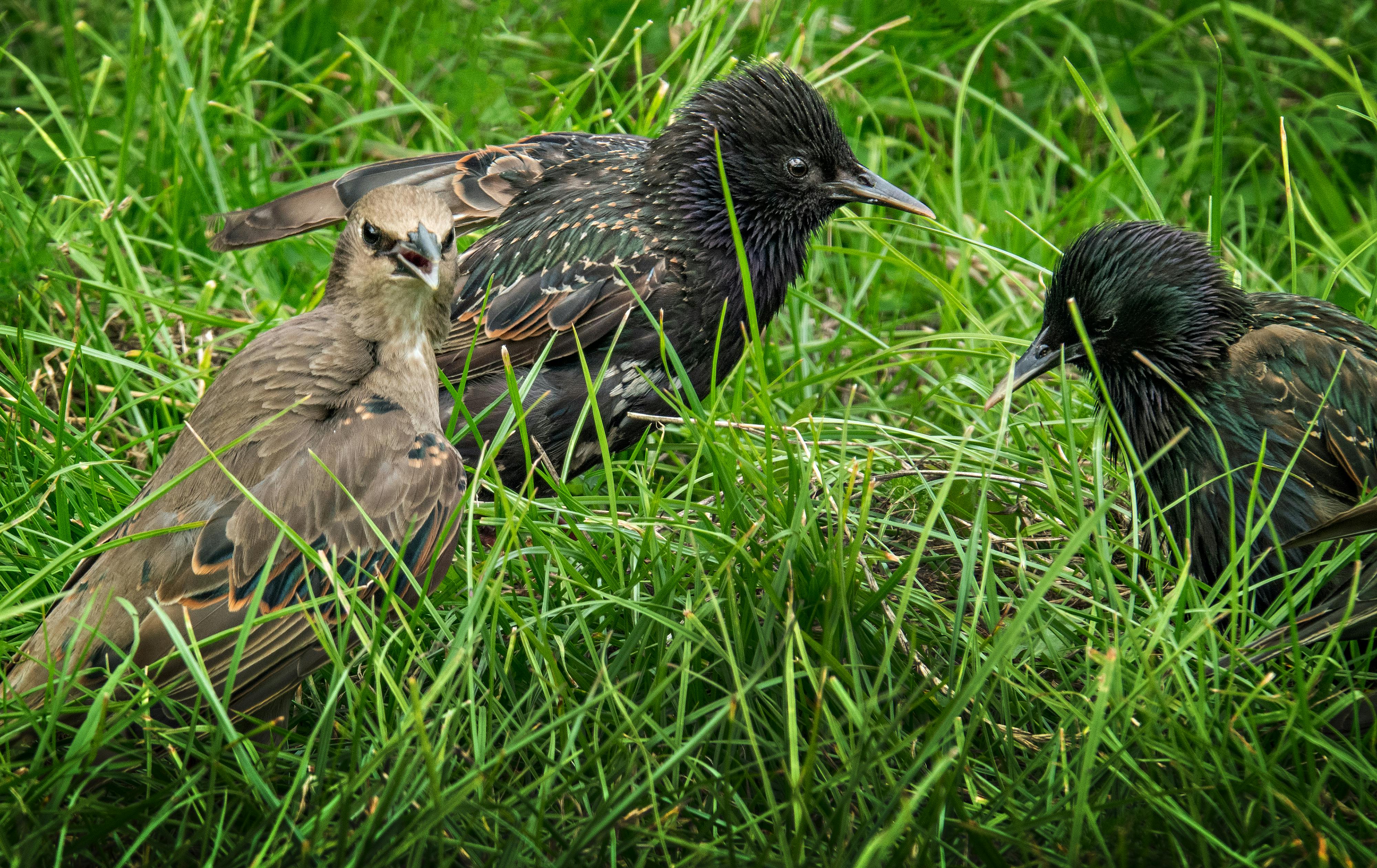 Close-up of Fox · Free Stock Photo