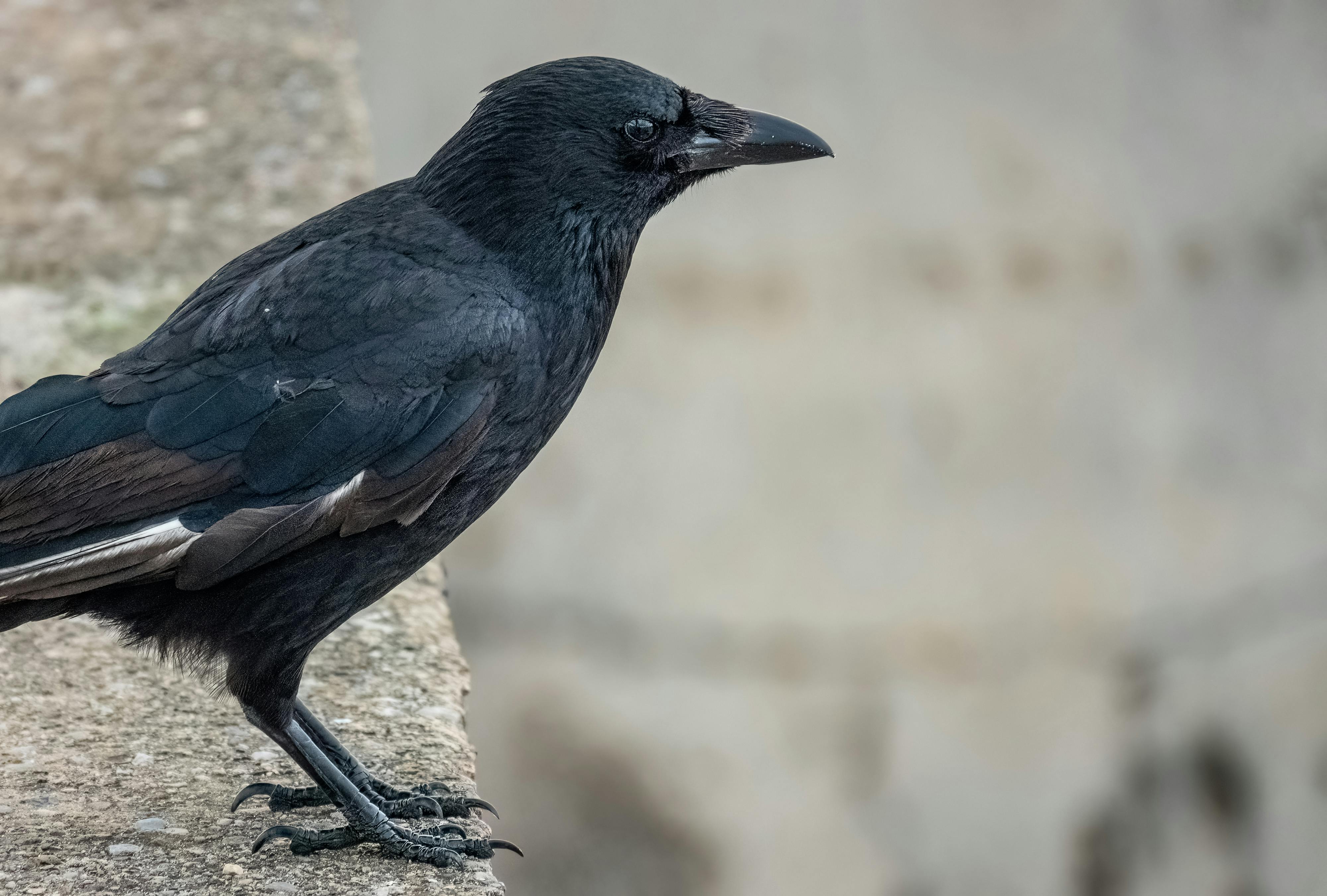 Close-Up Shot of a Crow Standing on a Rock · Free Stock Photo