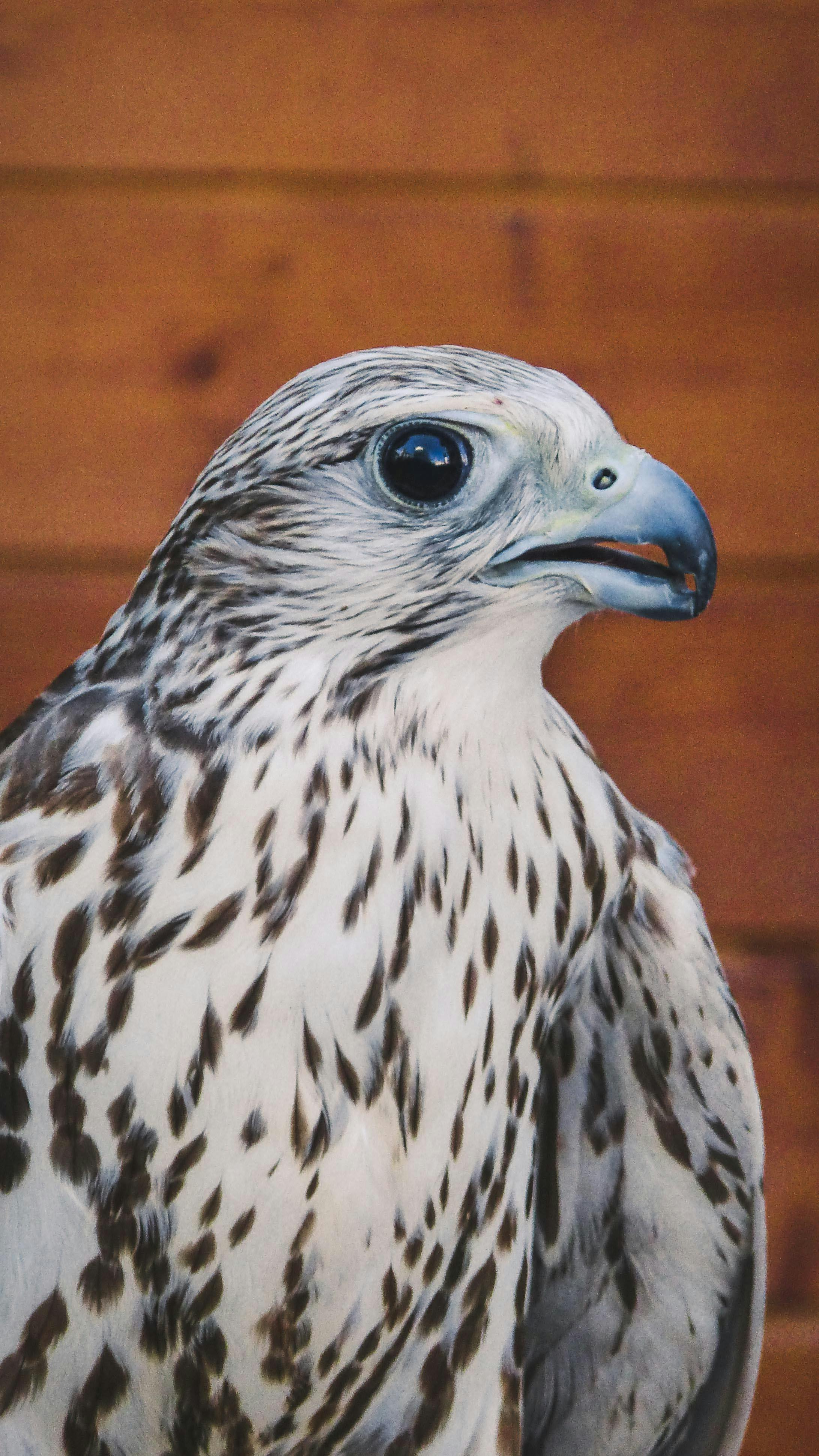 Closeup of Gyrfalcon · Free Stock Photo