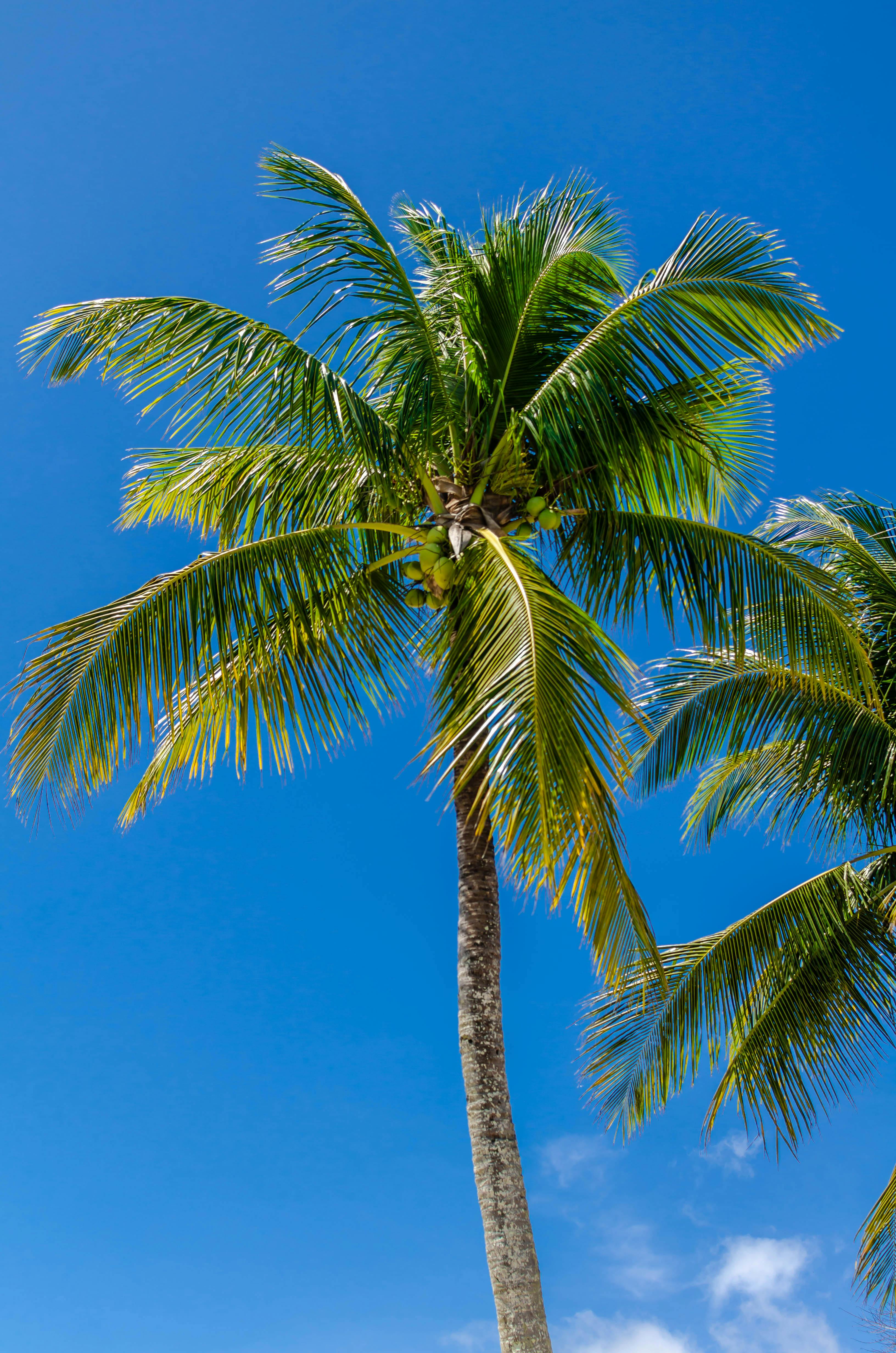Low angle Shot of Tall Palm Trees · Free Stock Photo