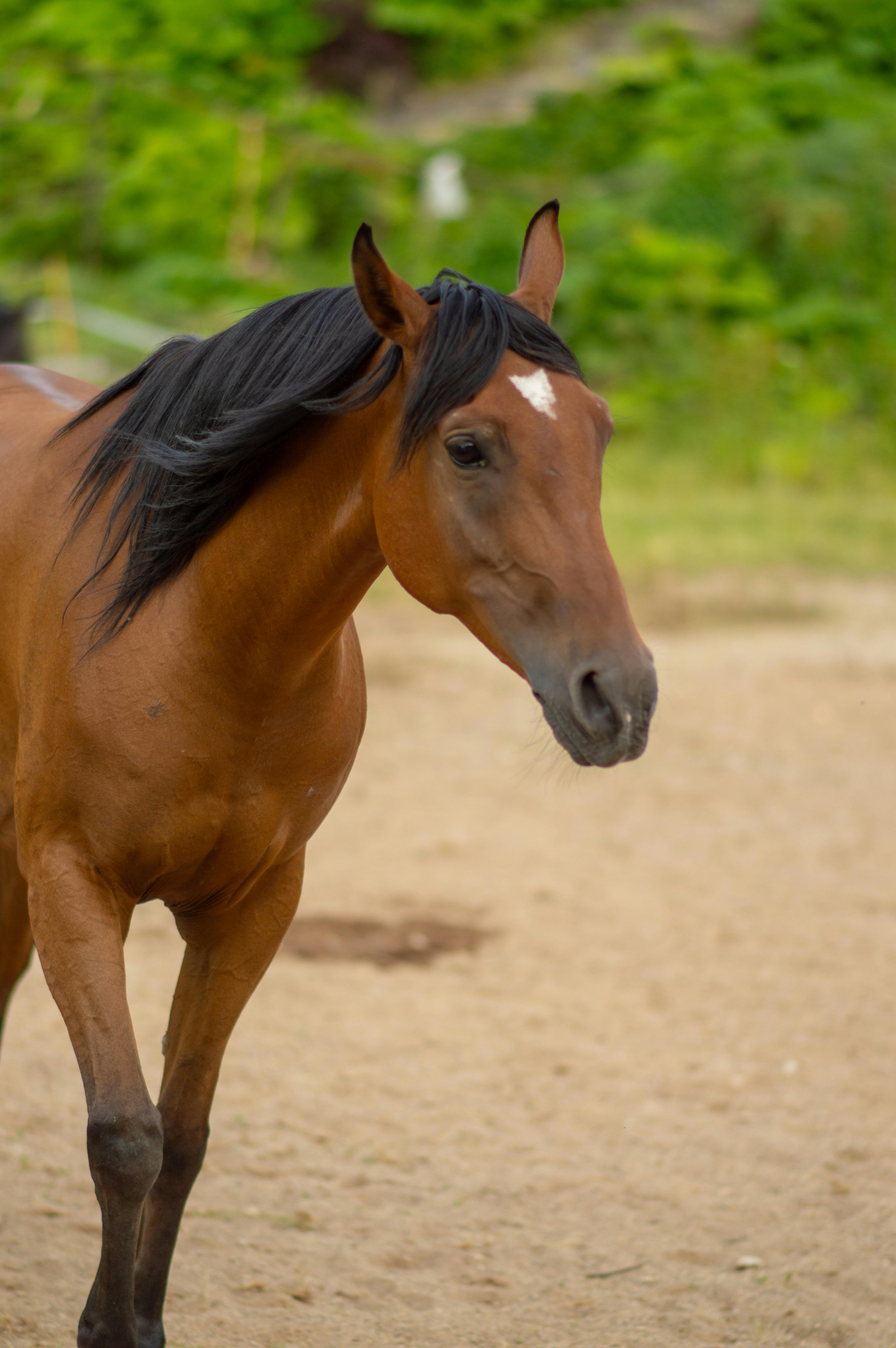 Red Bay Horse on the Beach · Free Stock Photo