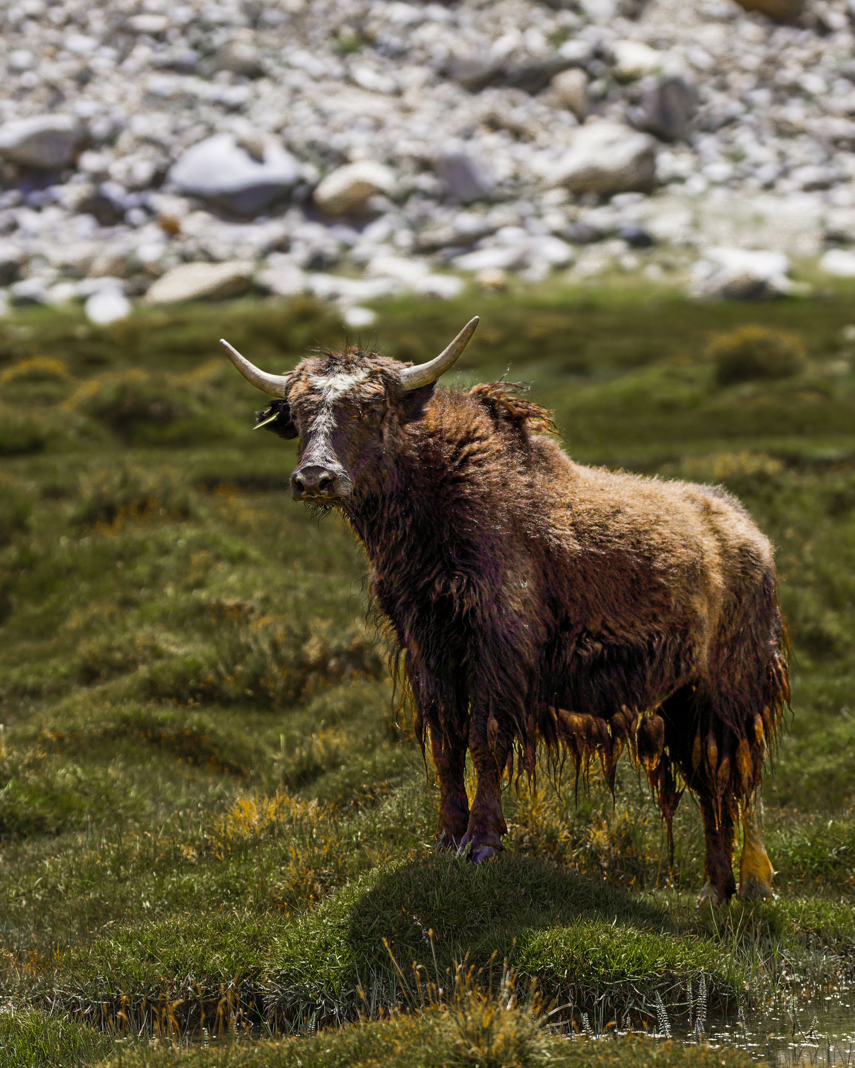 Wild Yak Photos, Download The BEST Free Wild Yak Stock Photos & HD Images