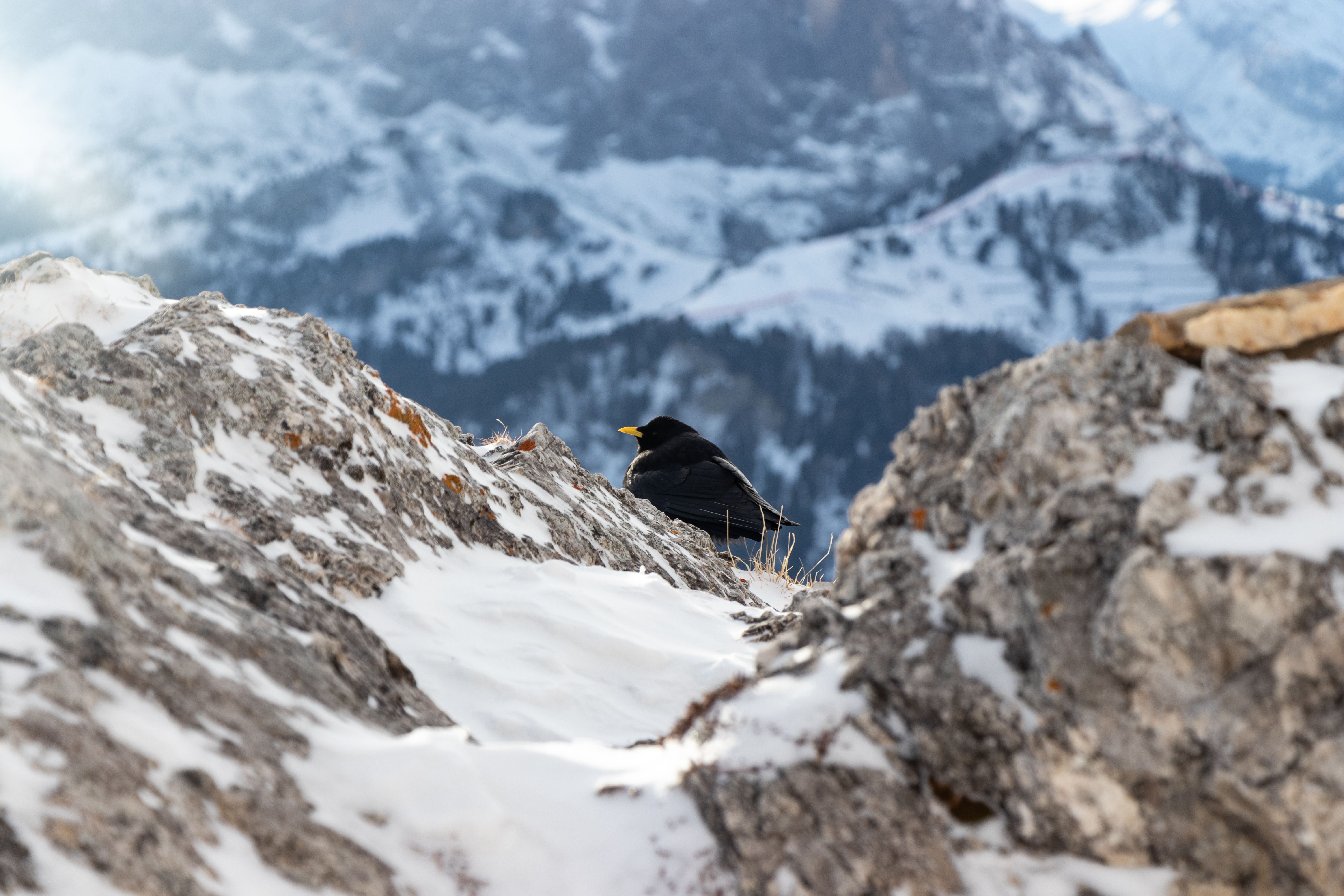 Focus Photography of Black Bird Near Mountain Cliff · Free Stock Photo