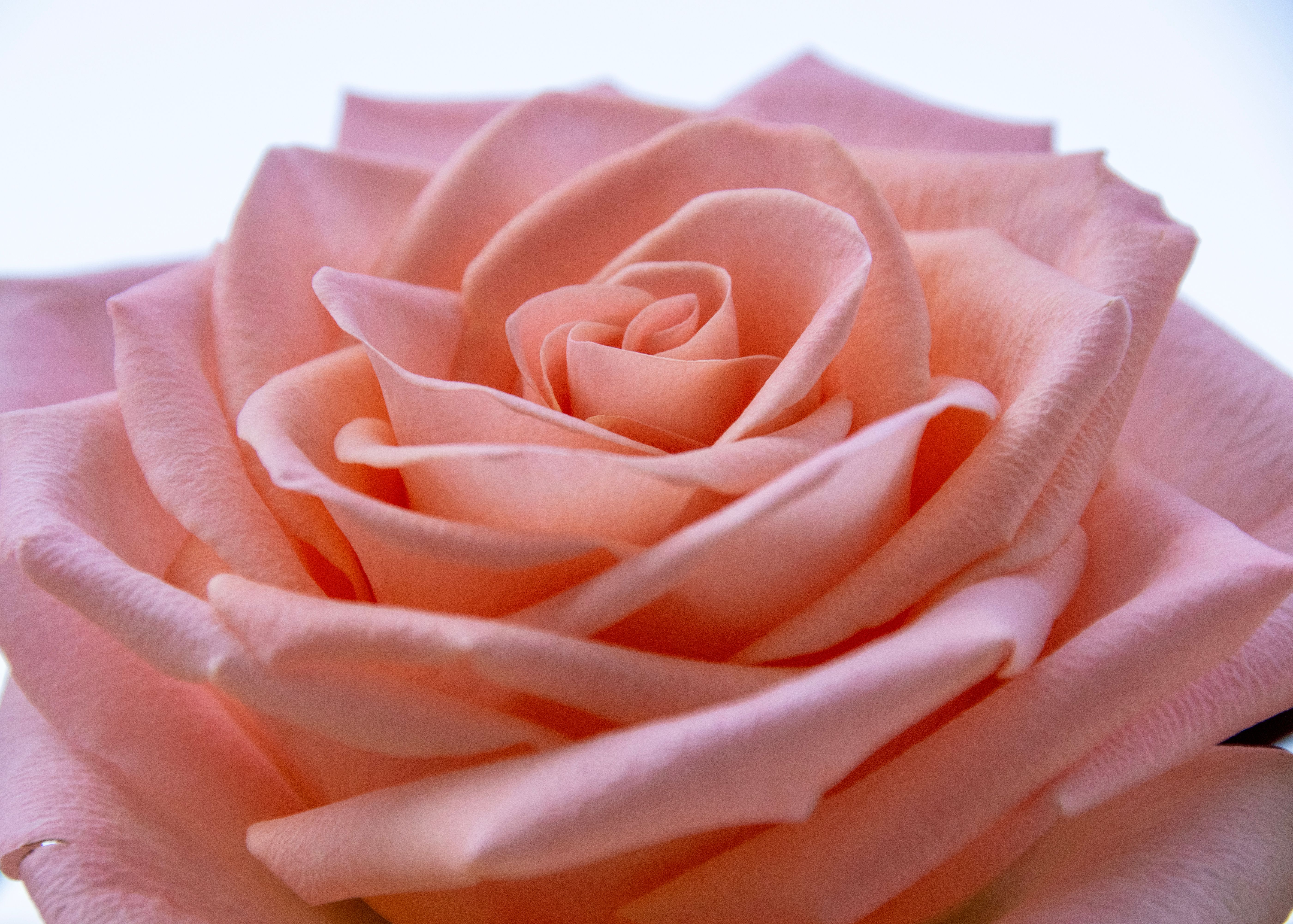 Pink Rose Closeup Photography · Free Stock Photo