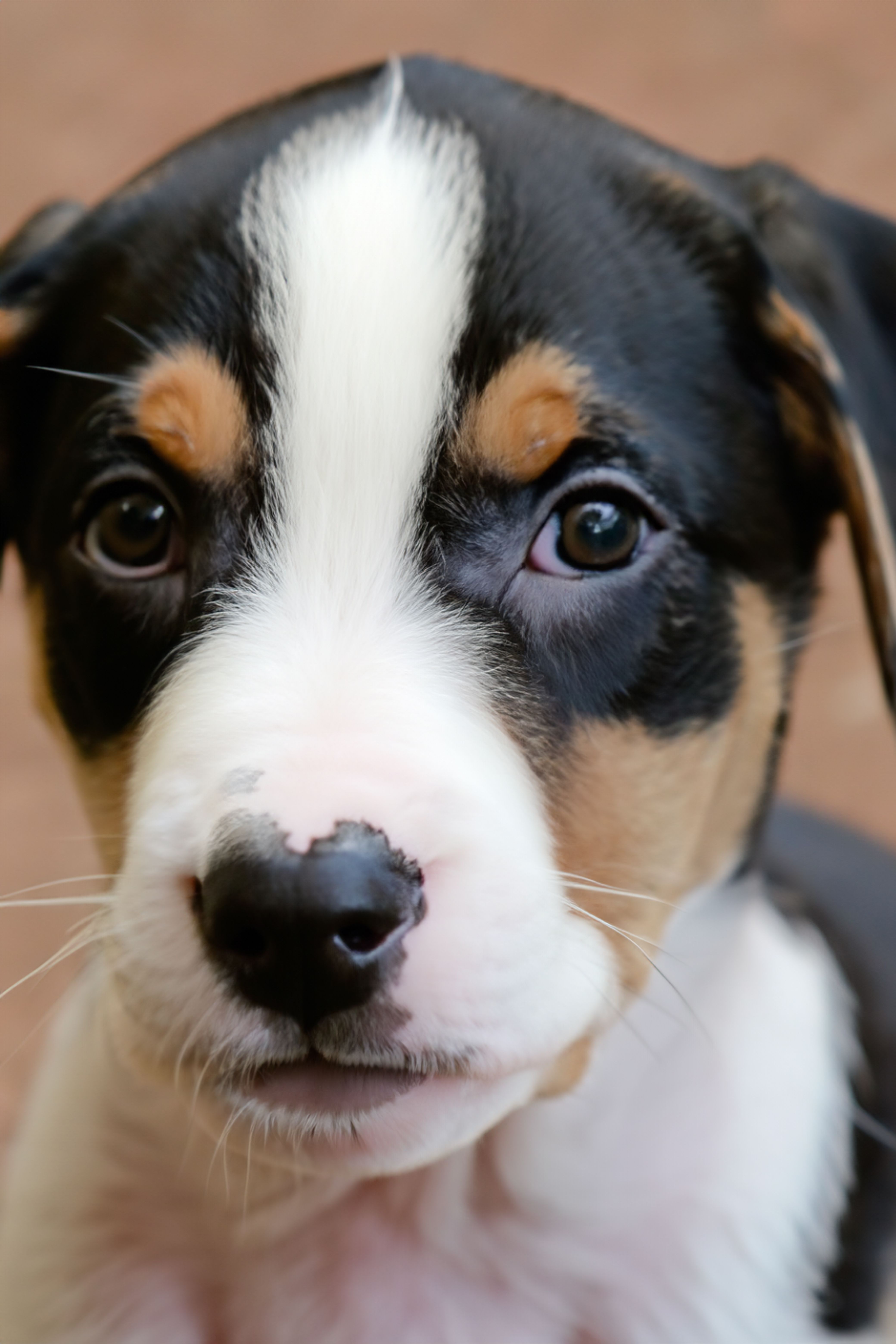 Dog Photography Photos, Download The BEST Free Dog Photography Stock ...