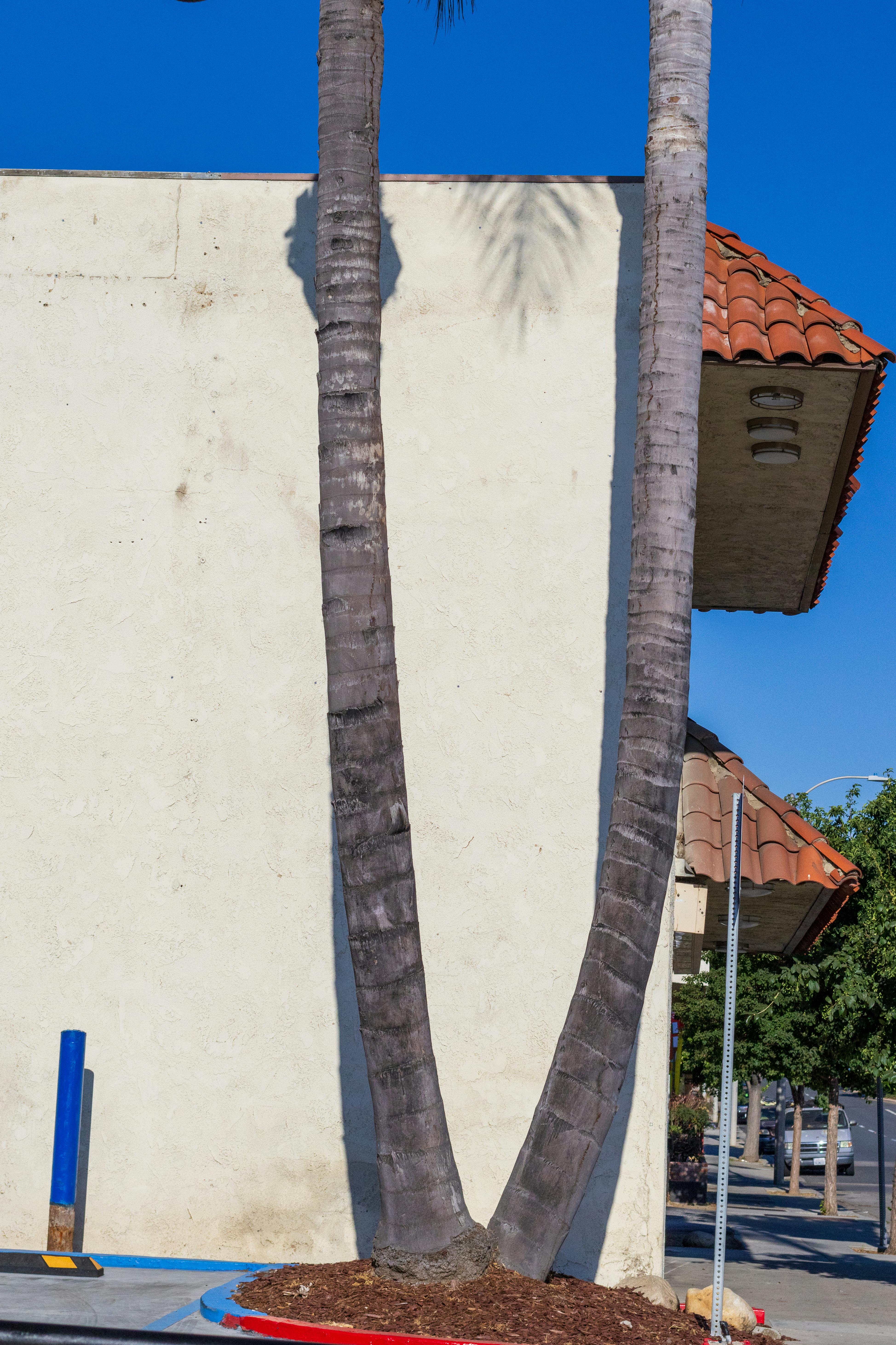 Palm Tree next to a Blocky Concrete Building · Free Stock Photo