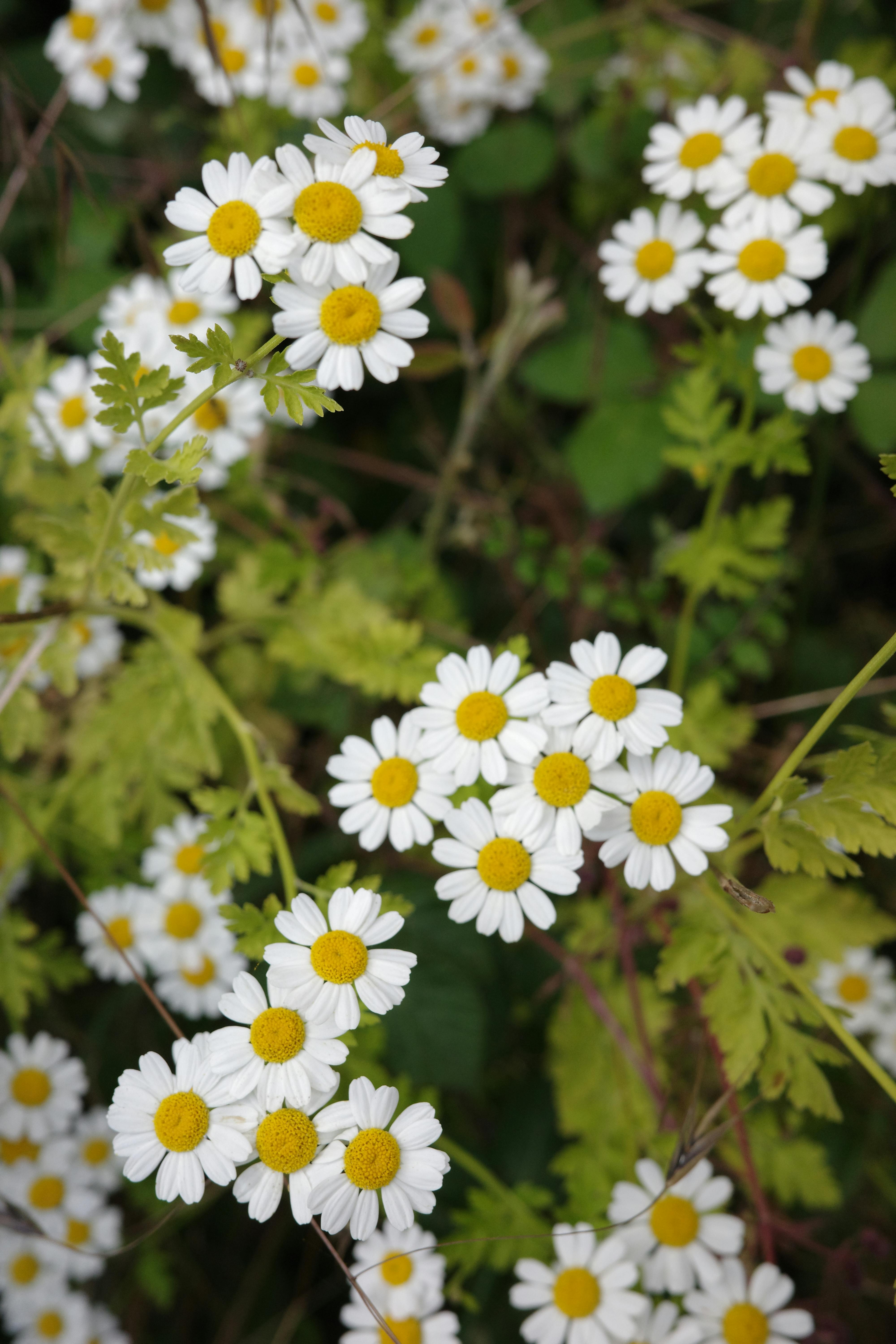 Close up of Chamomile Flowers · Free Stock Photo