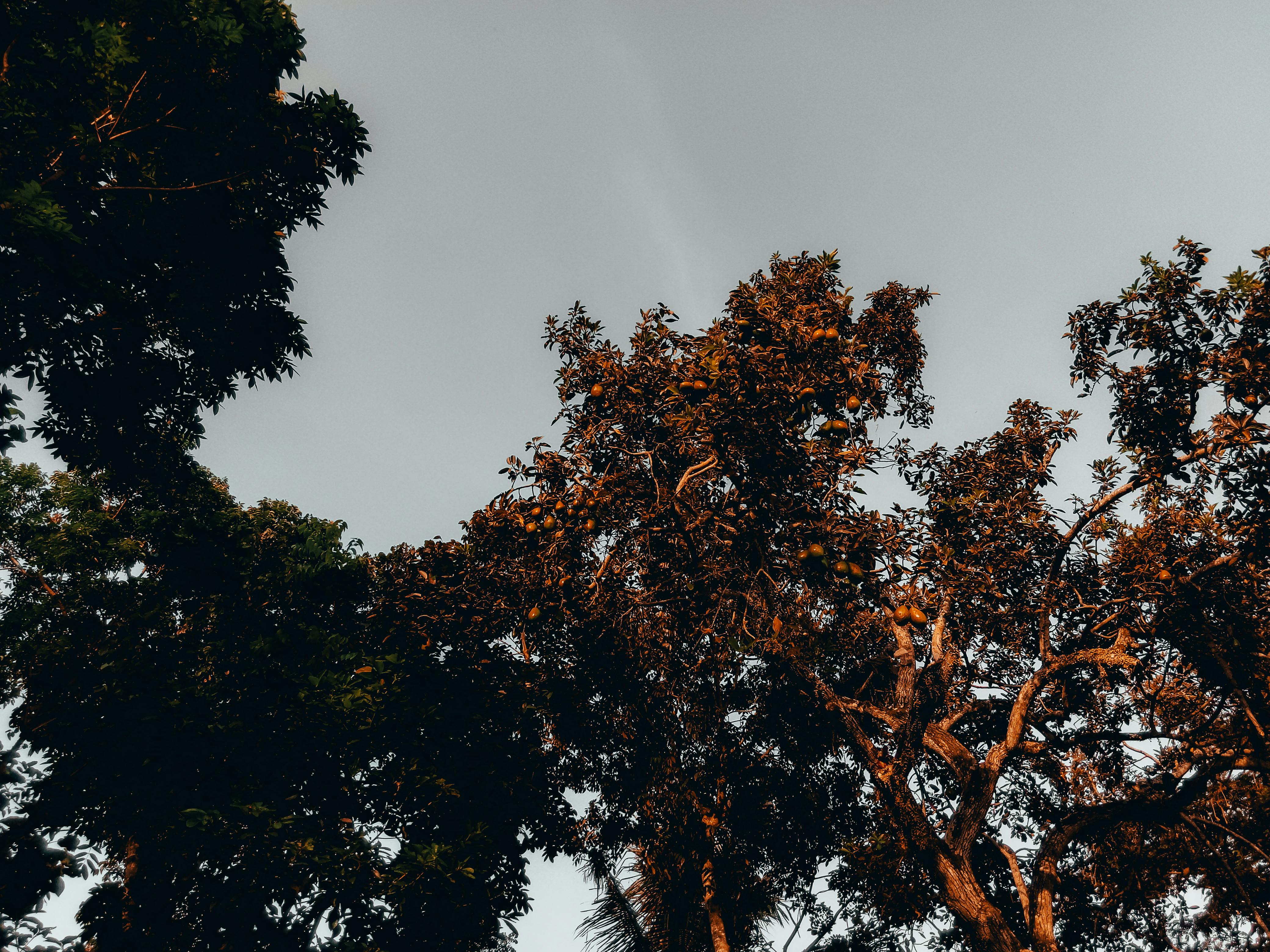 100,000+ Best Fruit Tree Photos · 100% Free Download · Pexels Stock Photos