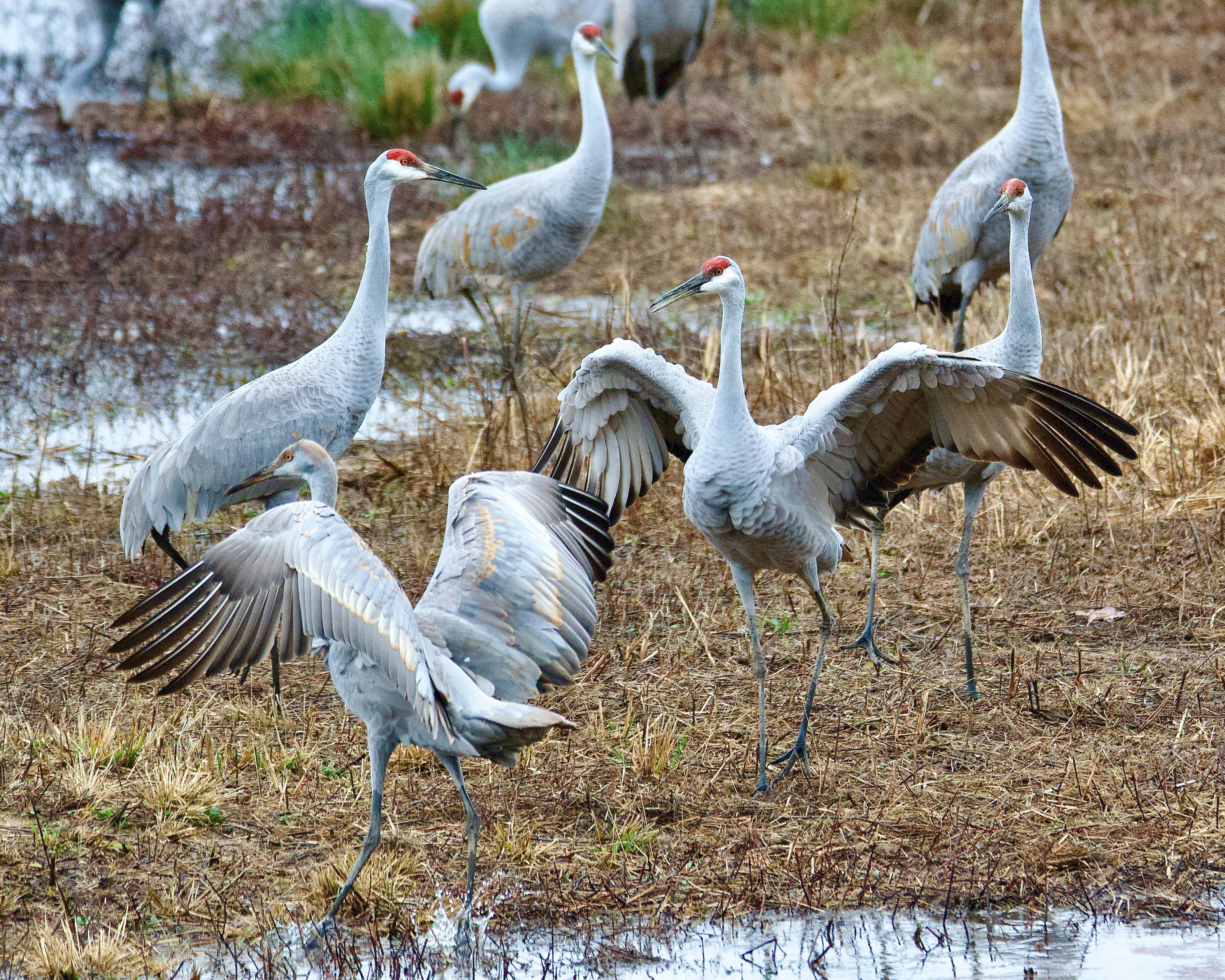 Flock of Sandhill Cranes · Free Stock Photo