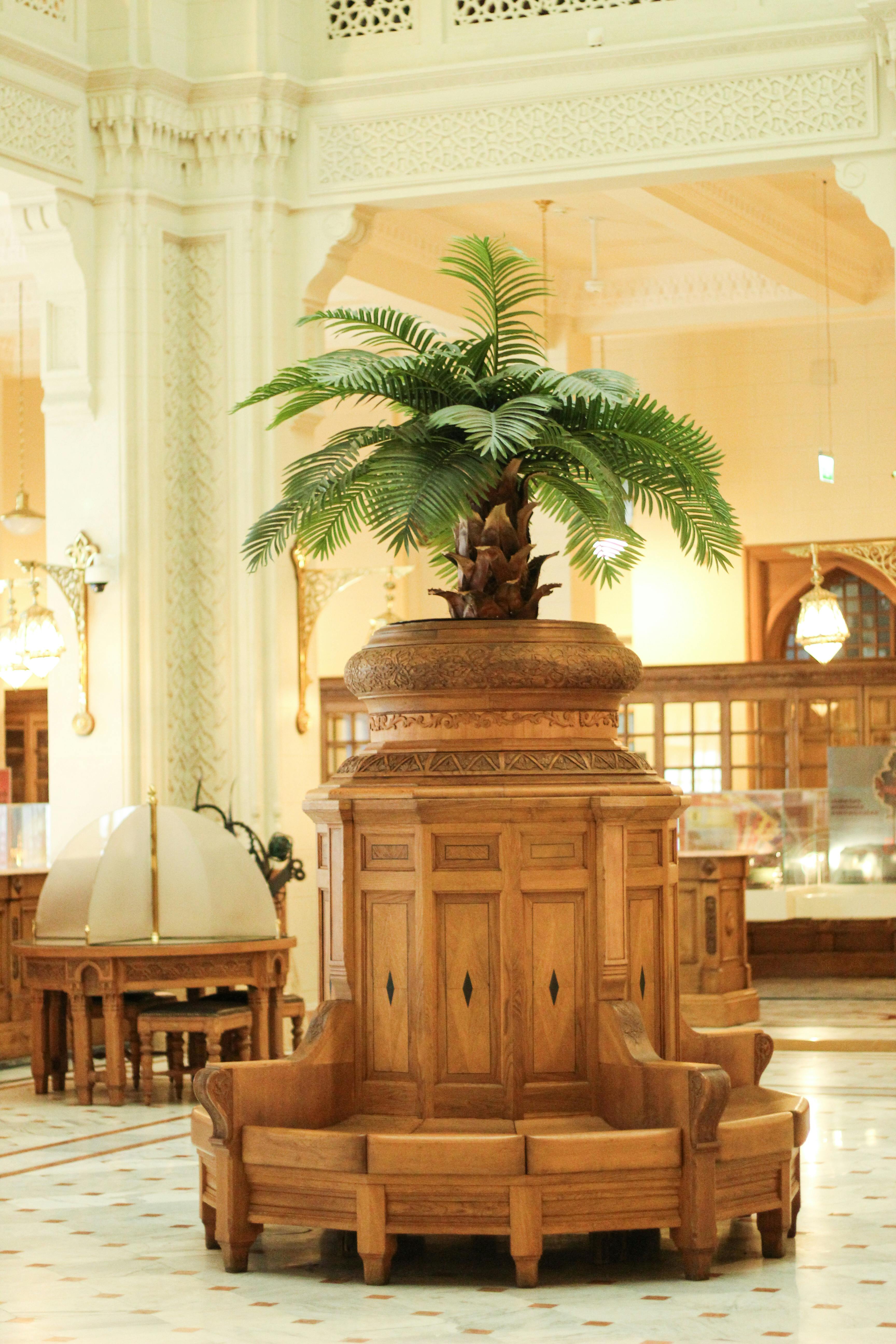 Tree over Seats · Free Stock Photo