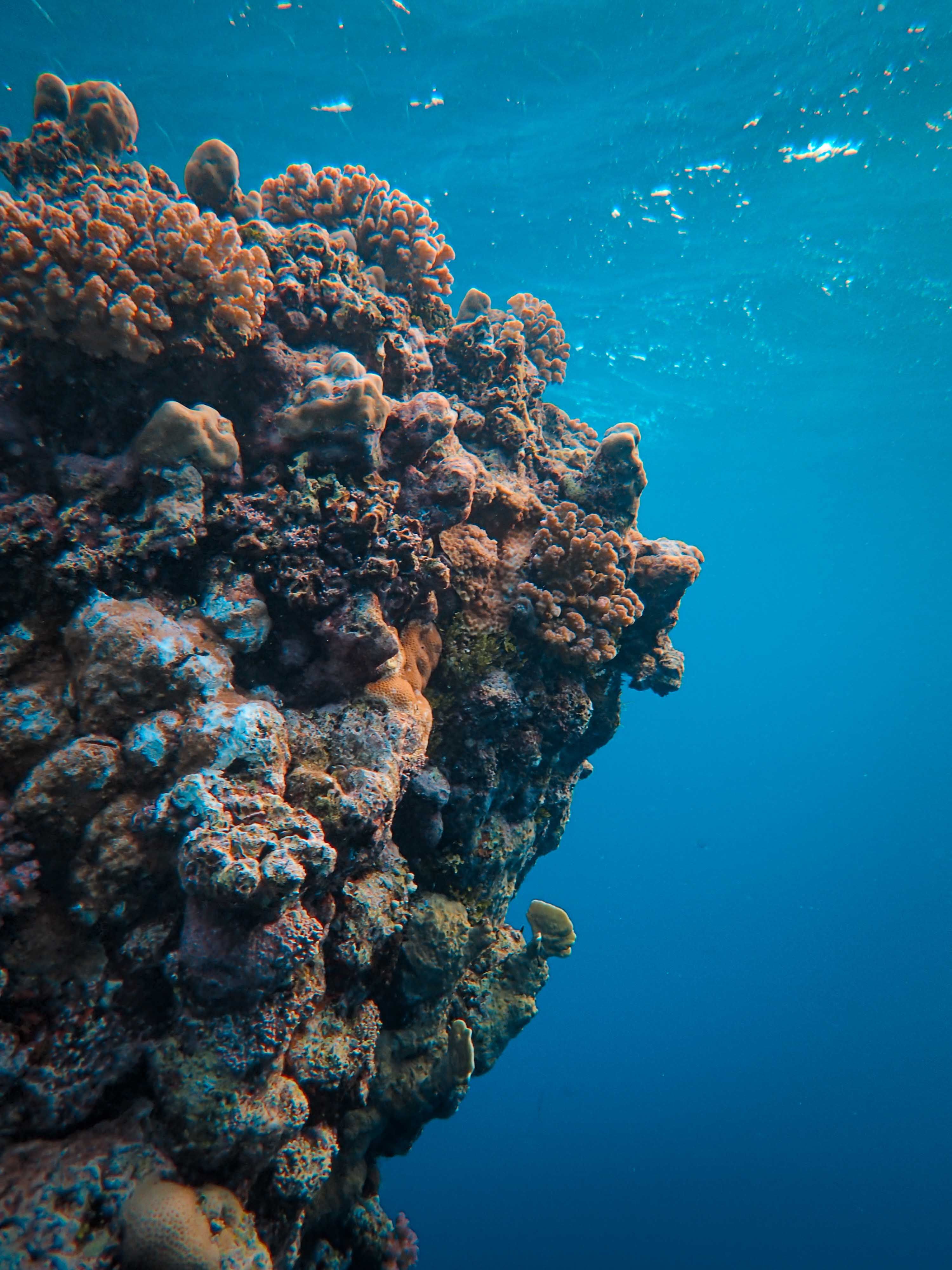 Close up of Coral · Free Stock Photo