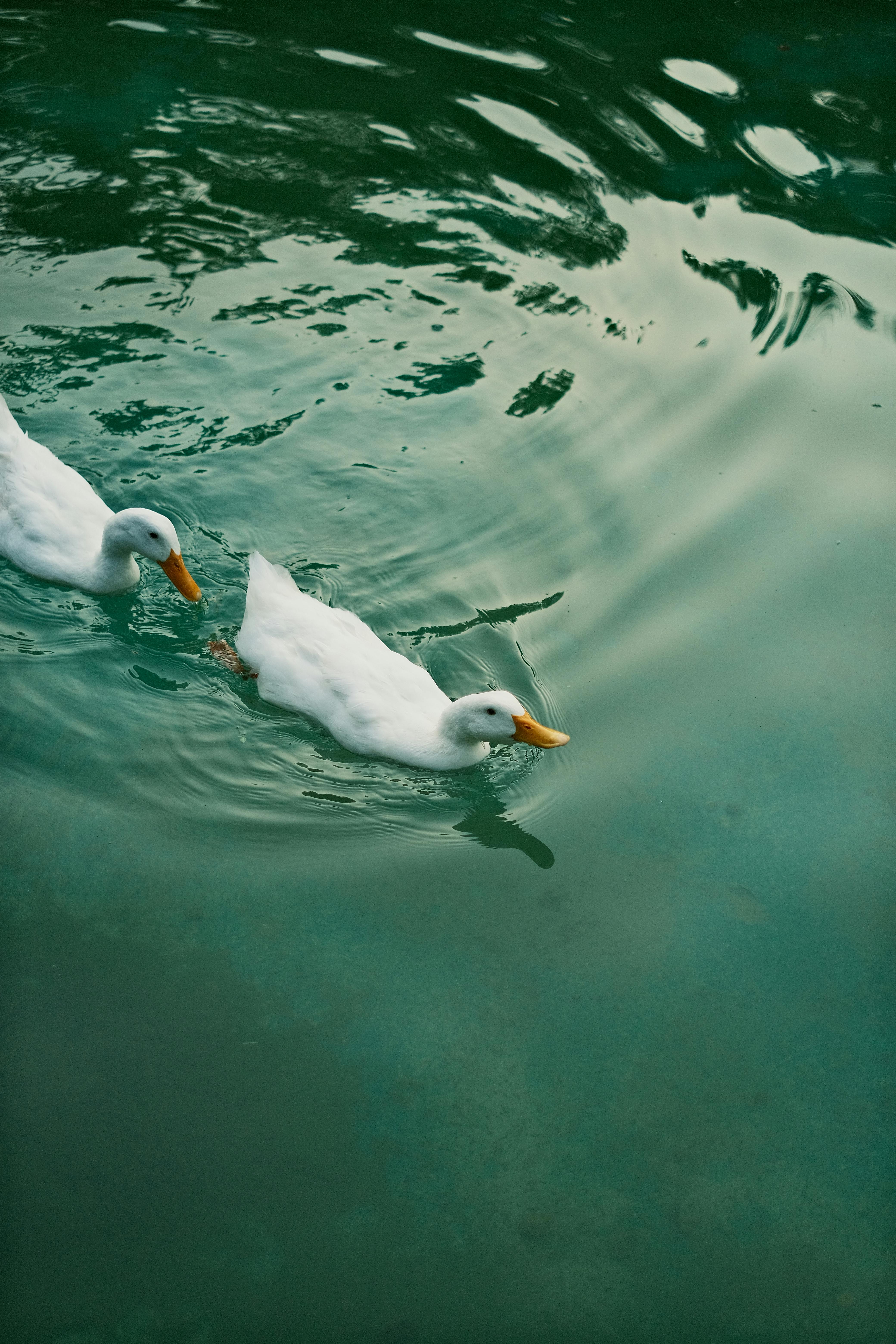 Curcumin Water Photos, Download The BEST Free Curcumin Water Stock ...