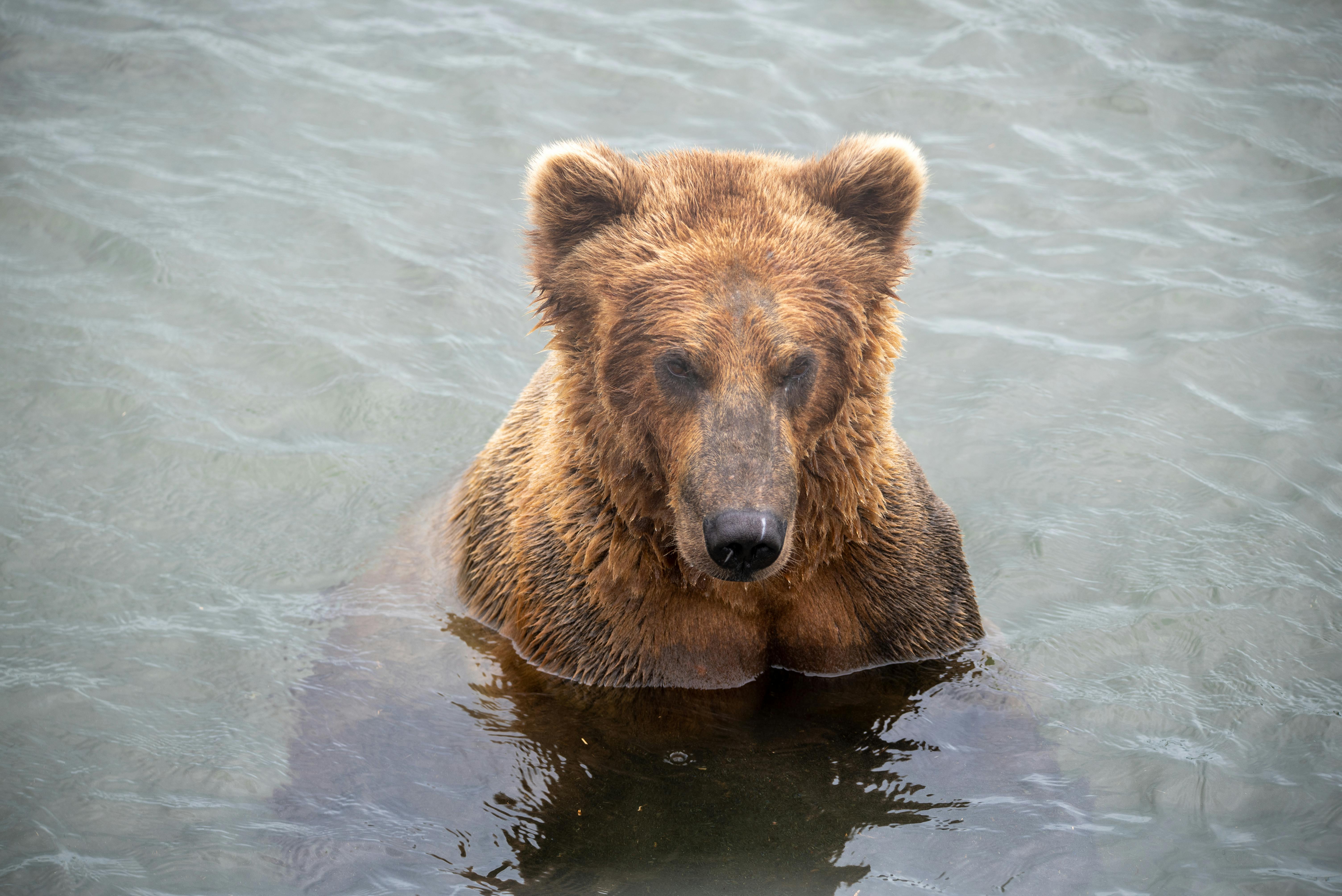 Bear in Water · Free Stock Photo