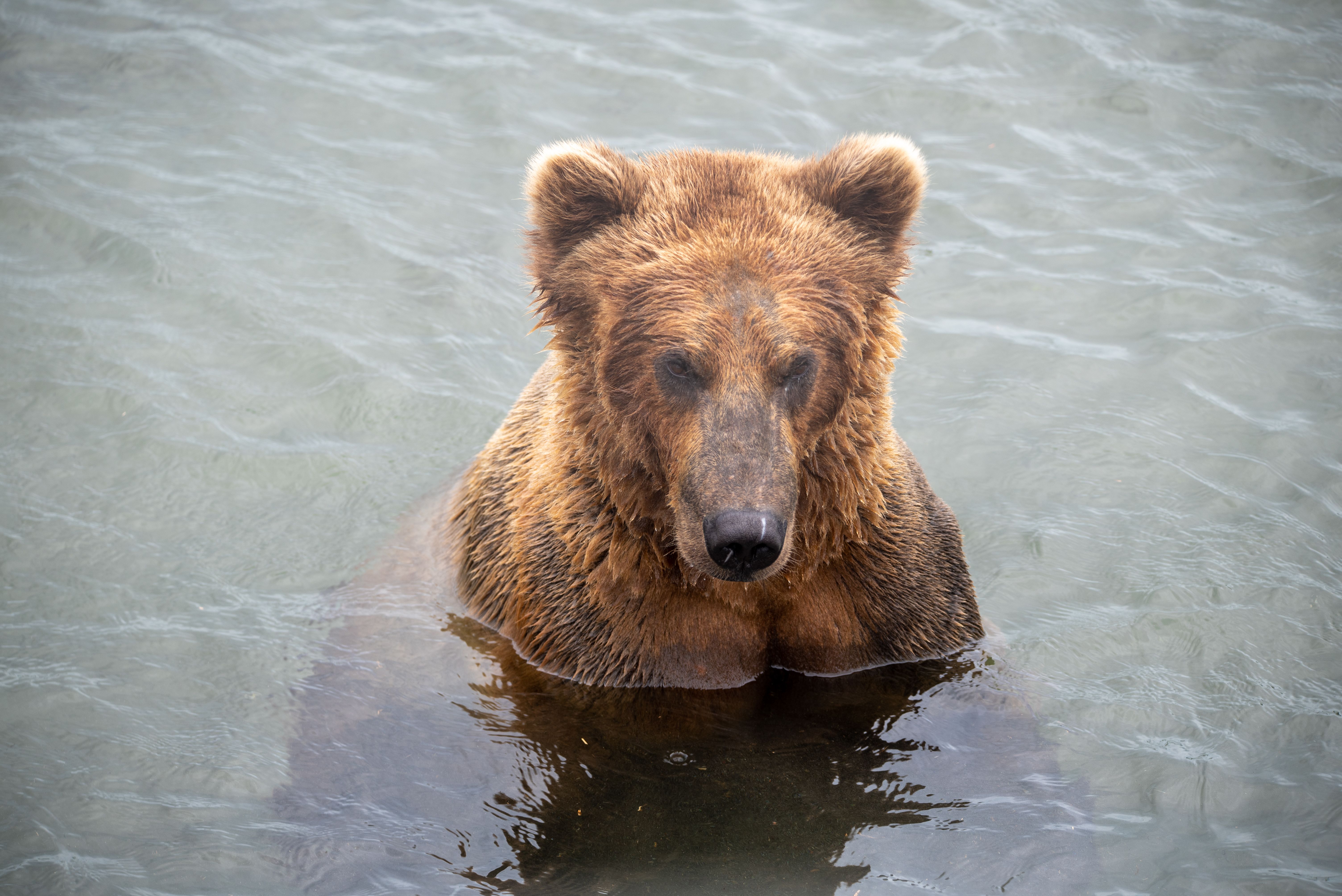 Oso Grizzly En El Parque Nacional Y Reserva Katmai · Foto de stock gratuita