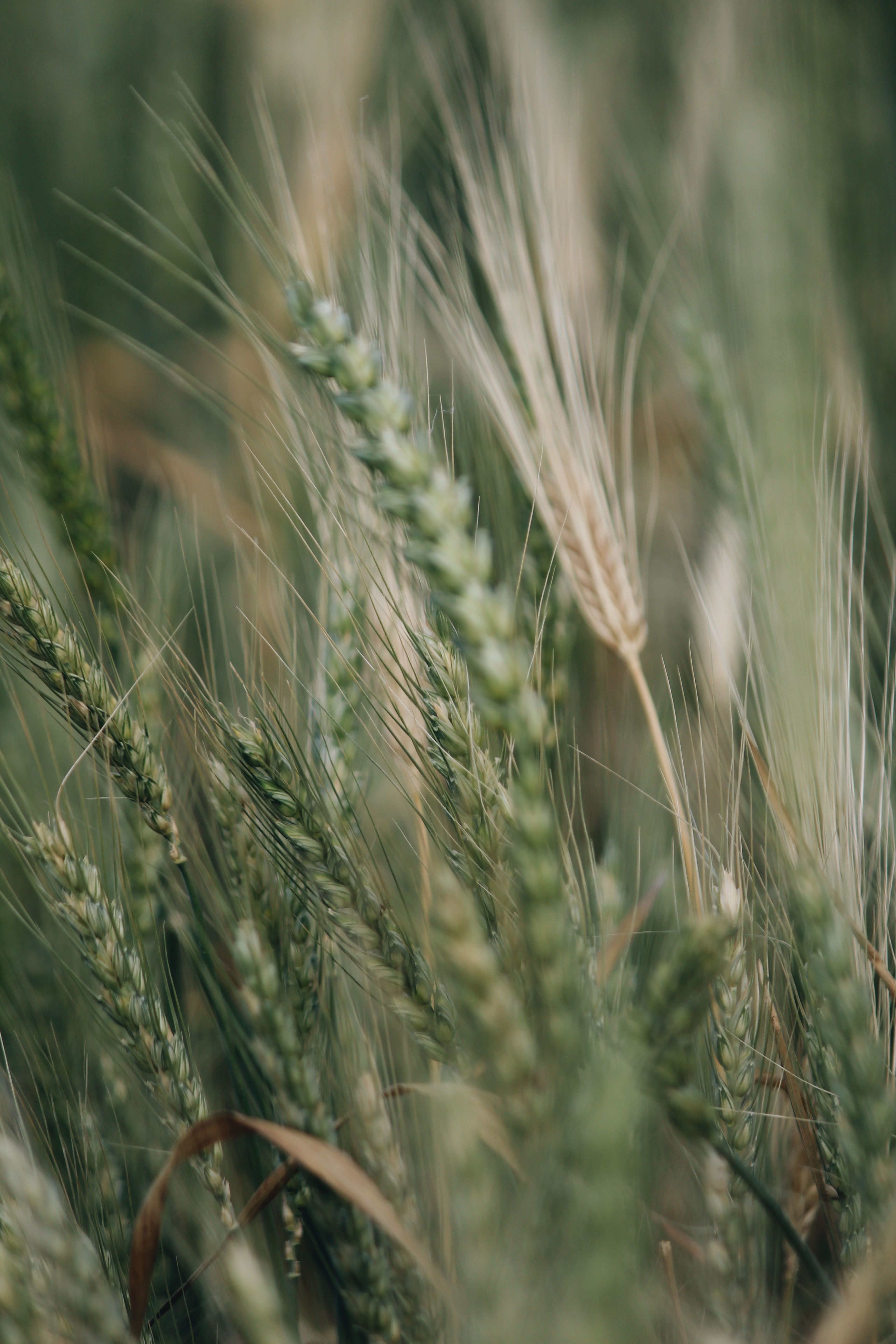 Sunset & field of grain · Free Stock Photo