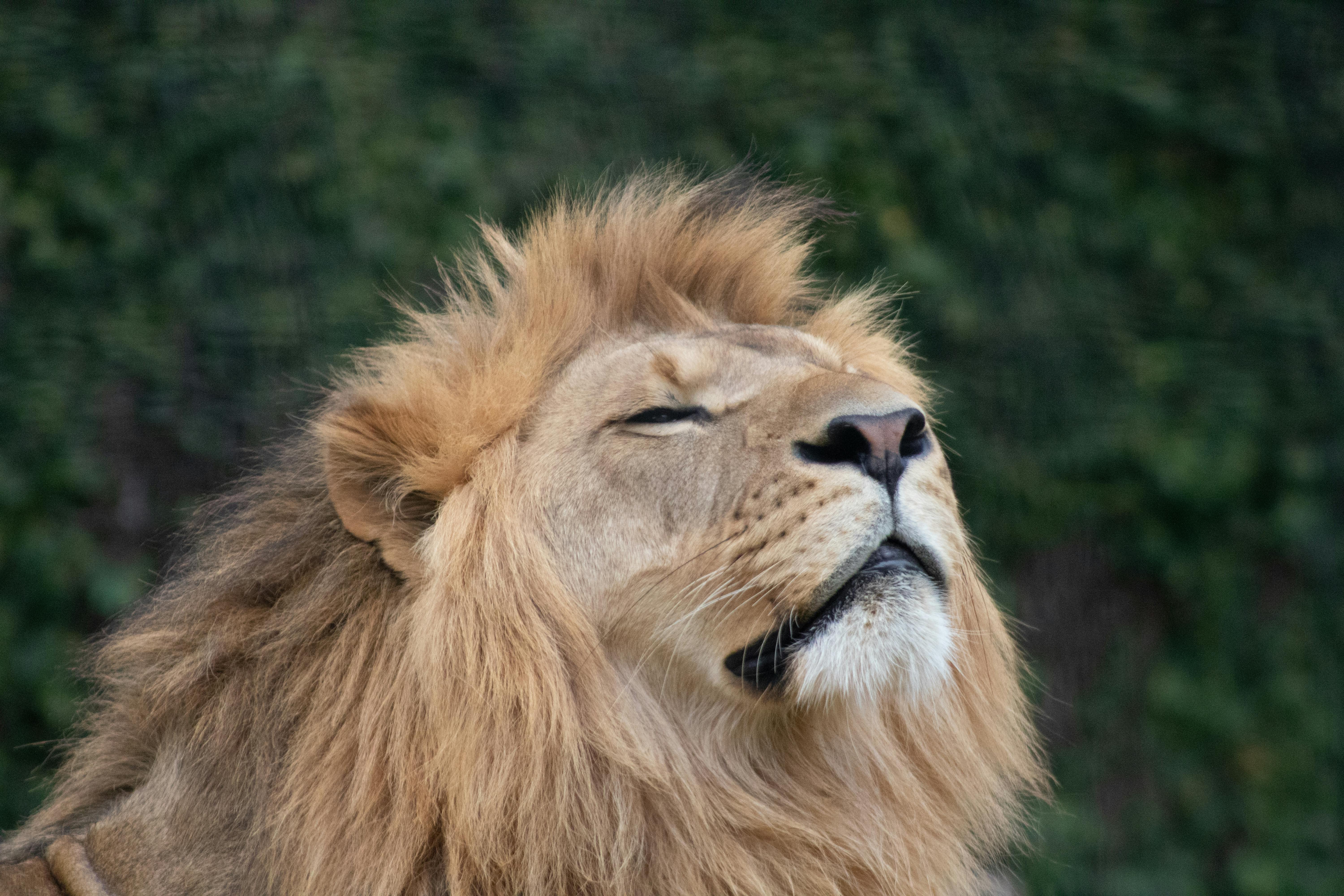 Head of Lion · Free Stock Photo