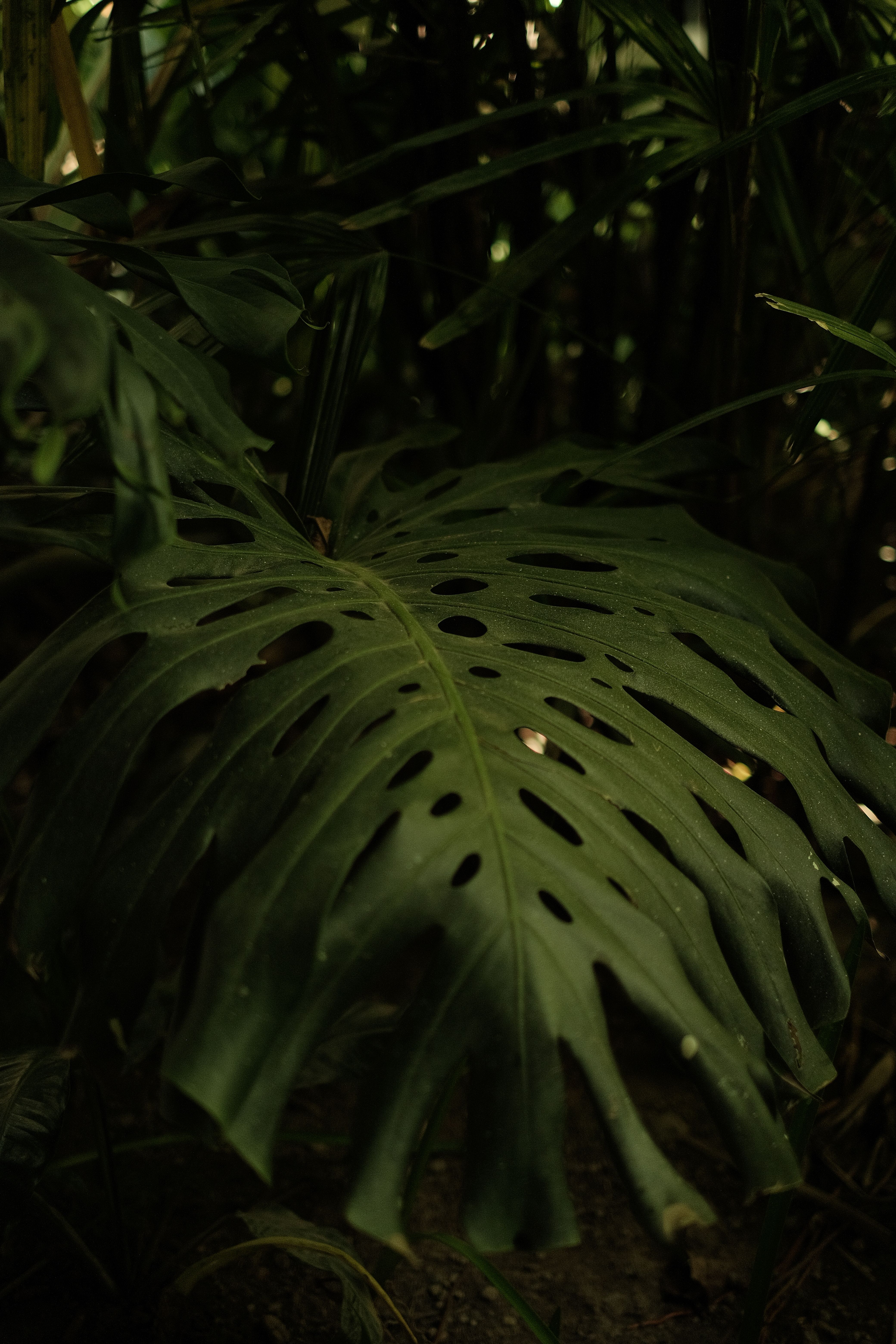 Green Monstera in Forest · Free Stock Photo