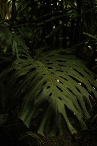 Monstera Forest Photos, Download The BEST Free Monstera Forest Stock ...