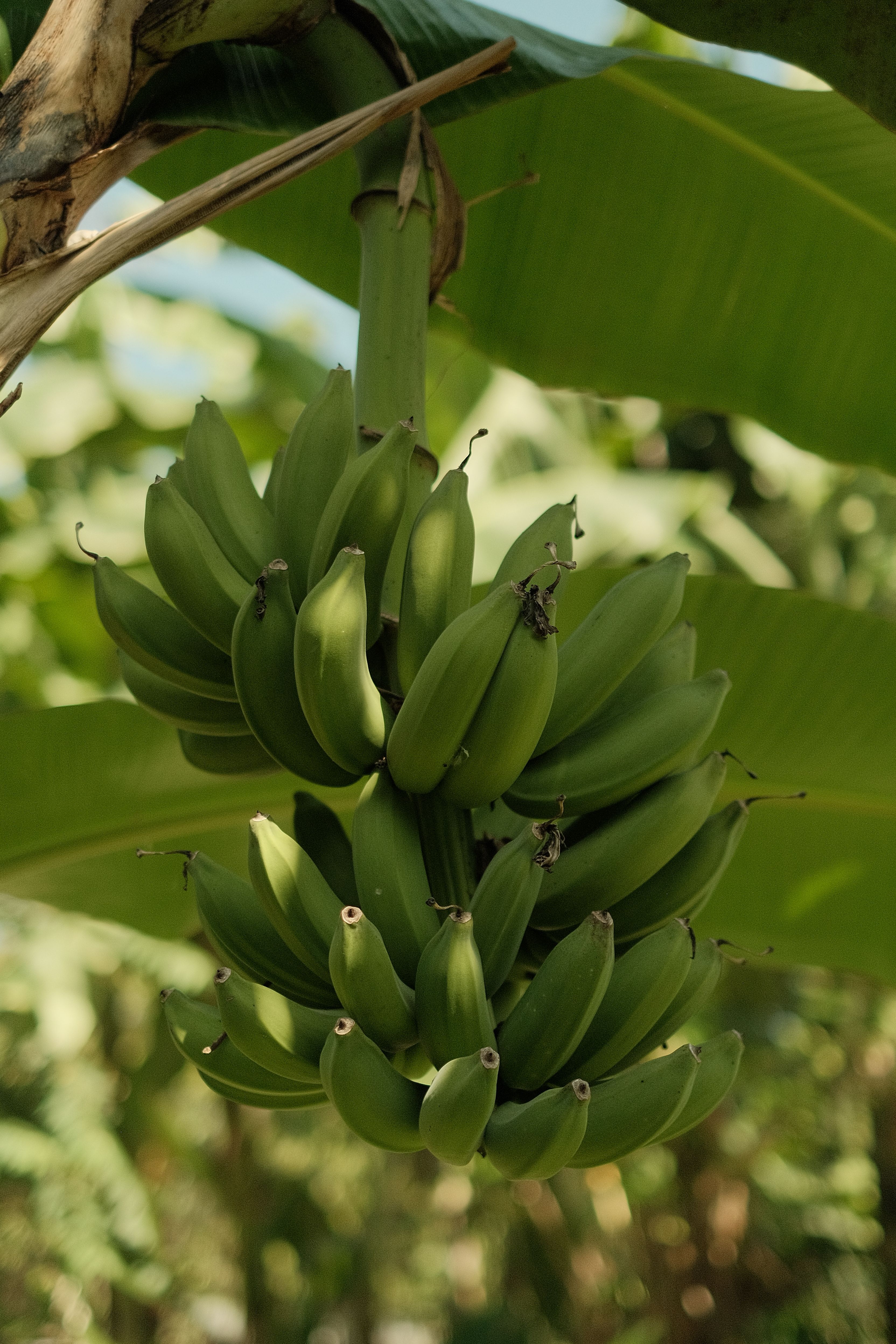 Fruitful Tree Photos, Download The BEST Free Fruitful Tree Stock Photos ...