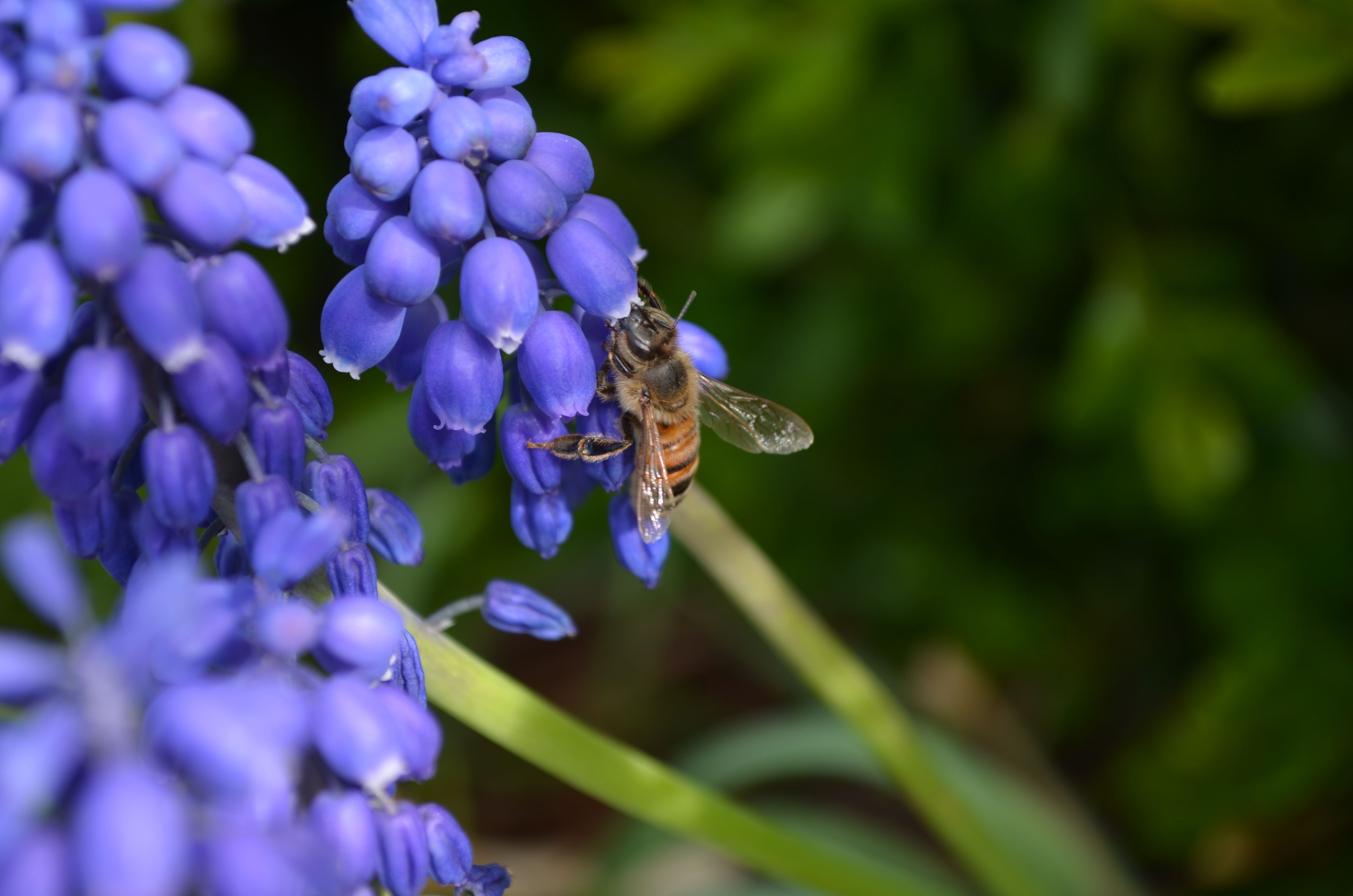 Blue Bee Cartoon Photos, Download The BEST Free Blue Bee Cartoon Stock ...
