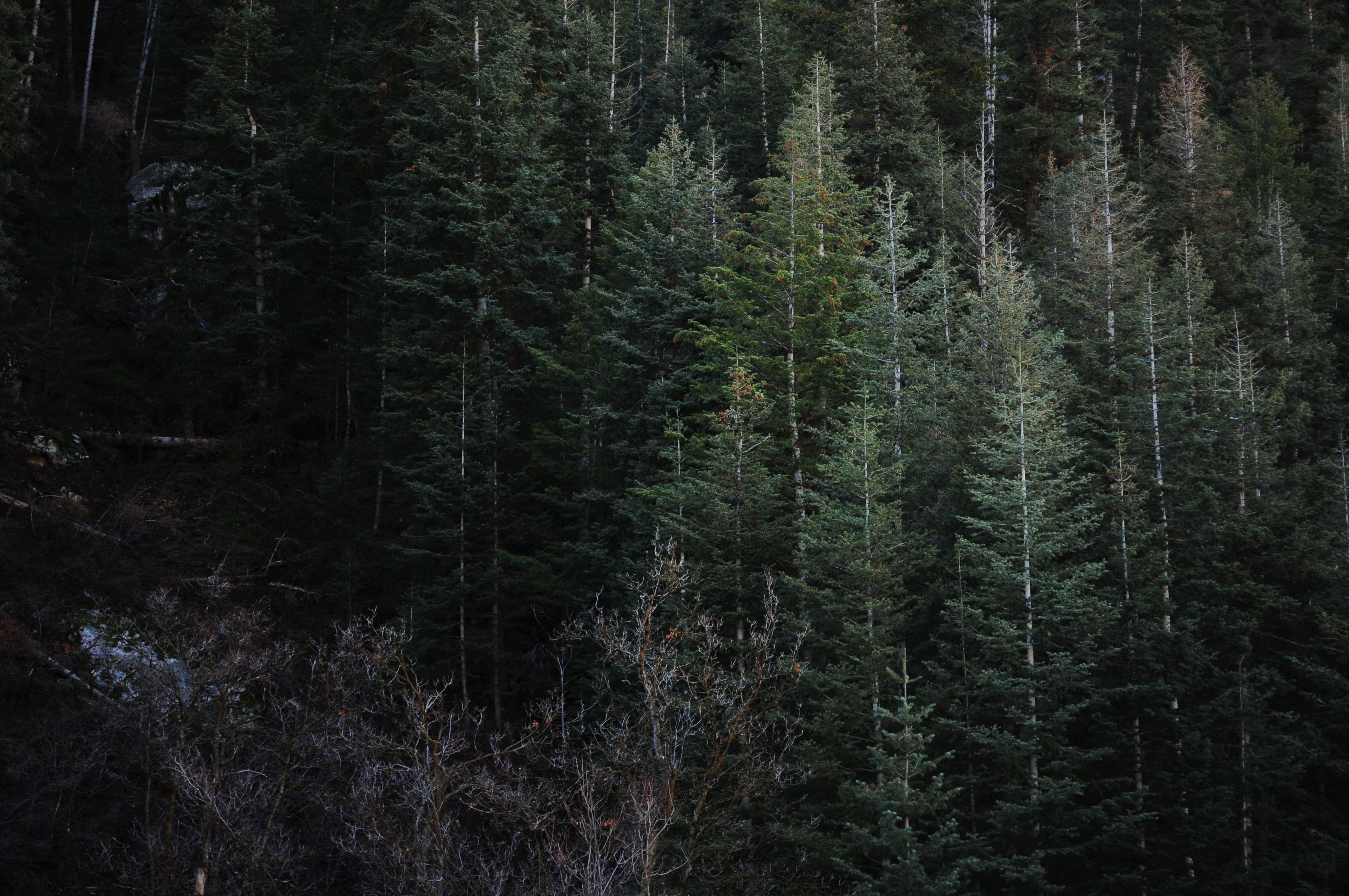 Woodland Photos, Download The BEST Free Woodland Stock Photos & HD Images
