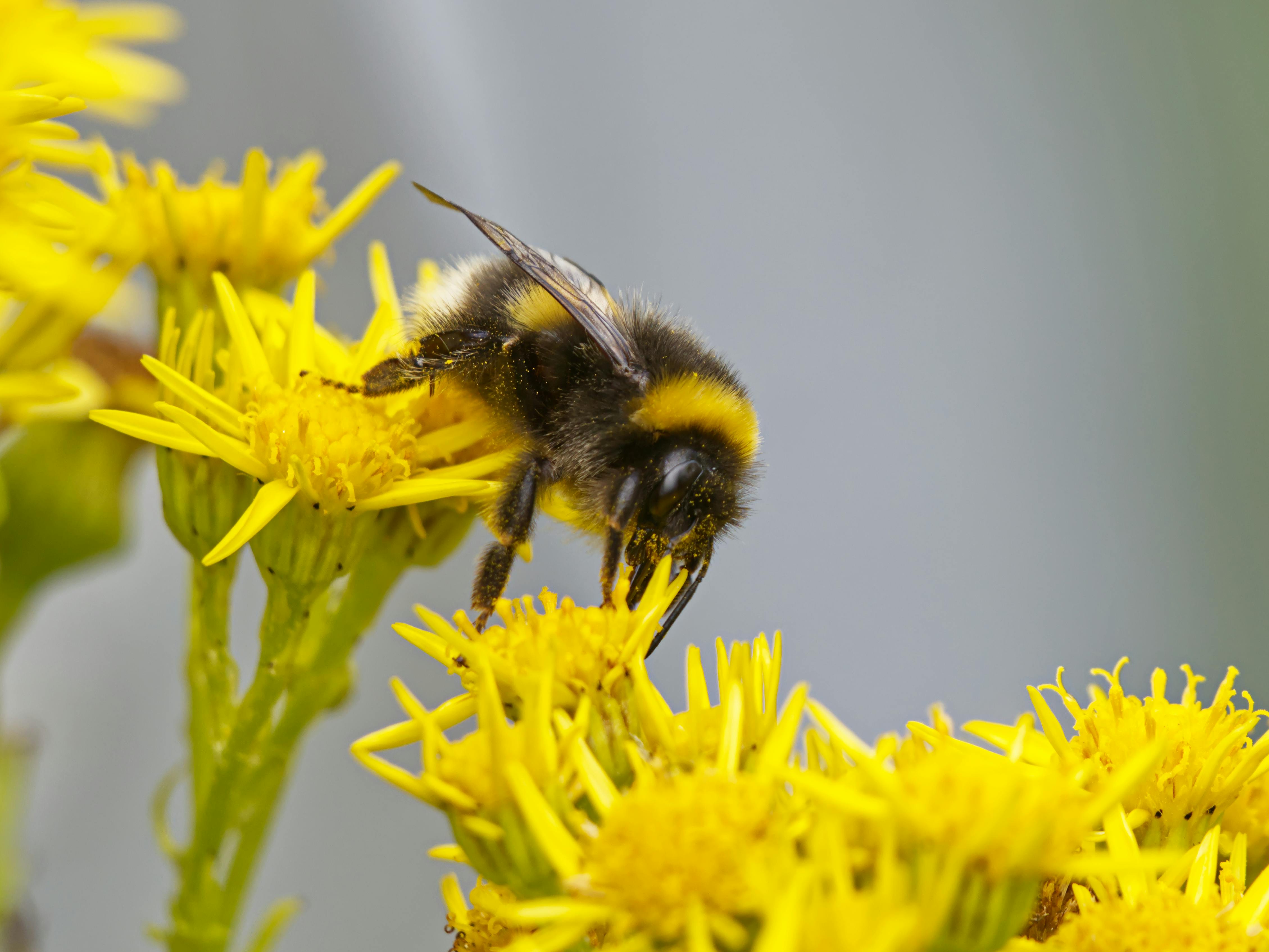 Lily Bee Photos, Download The BEST Free Lily Bee Stock Photos & HD Images