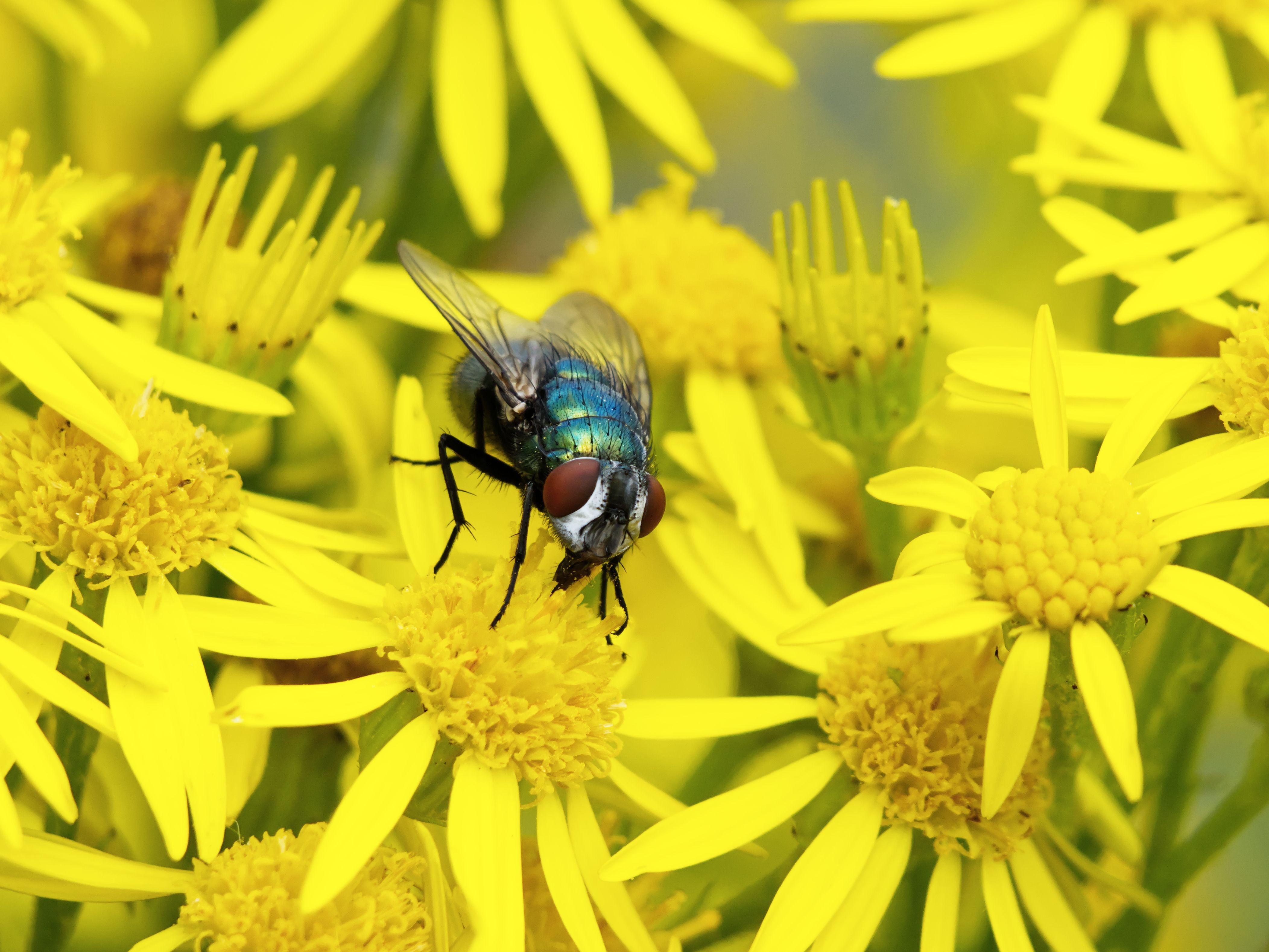 Fly and Yellow Flowers · Free Stock Photo