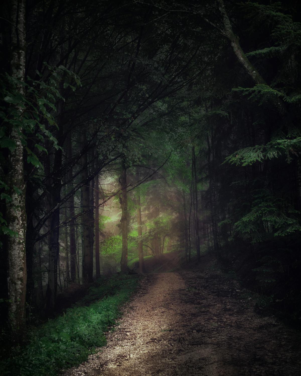 Forest Path Photos, Download The BEST Free Forest Path Stock Photos ...