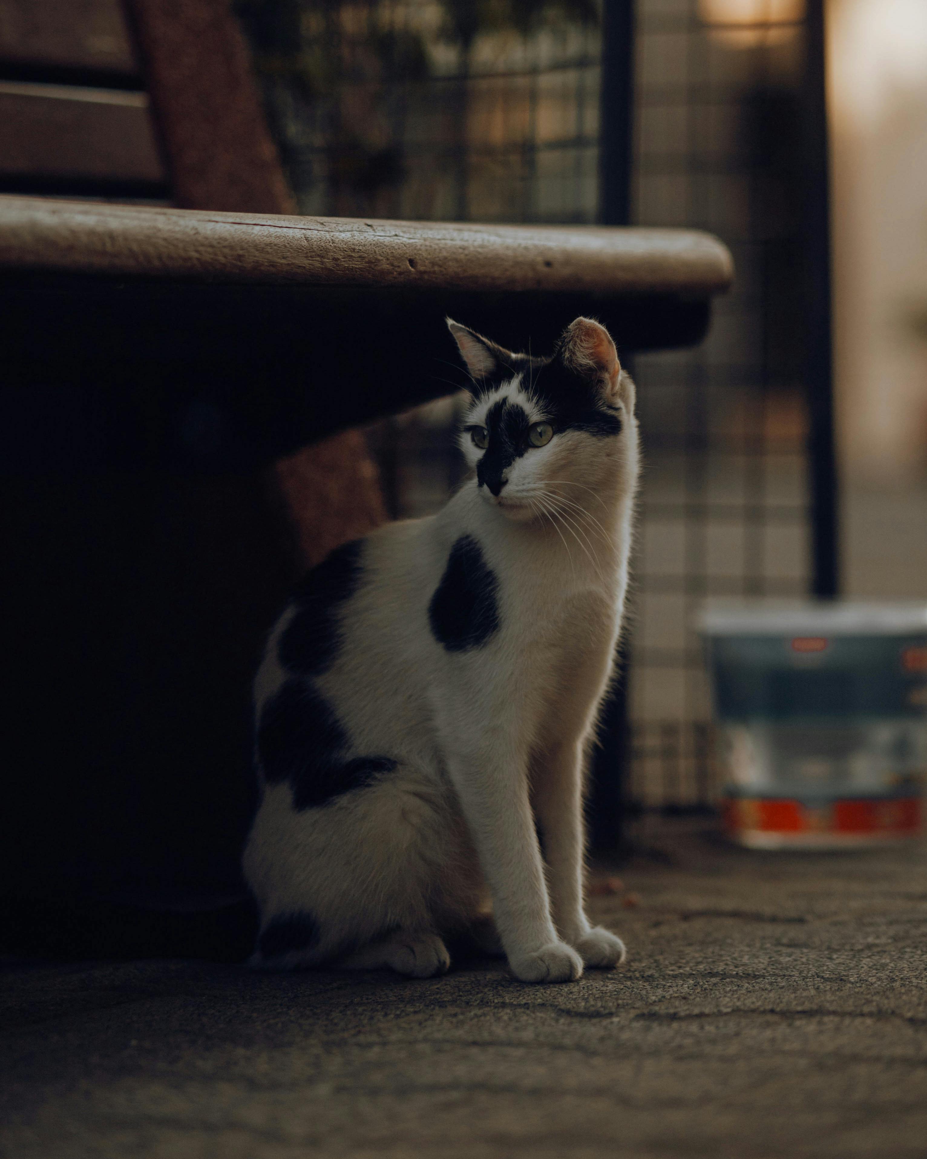 Foto de stock gratuita sobre al aire libre, animal, banco, bigotes ...