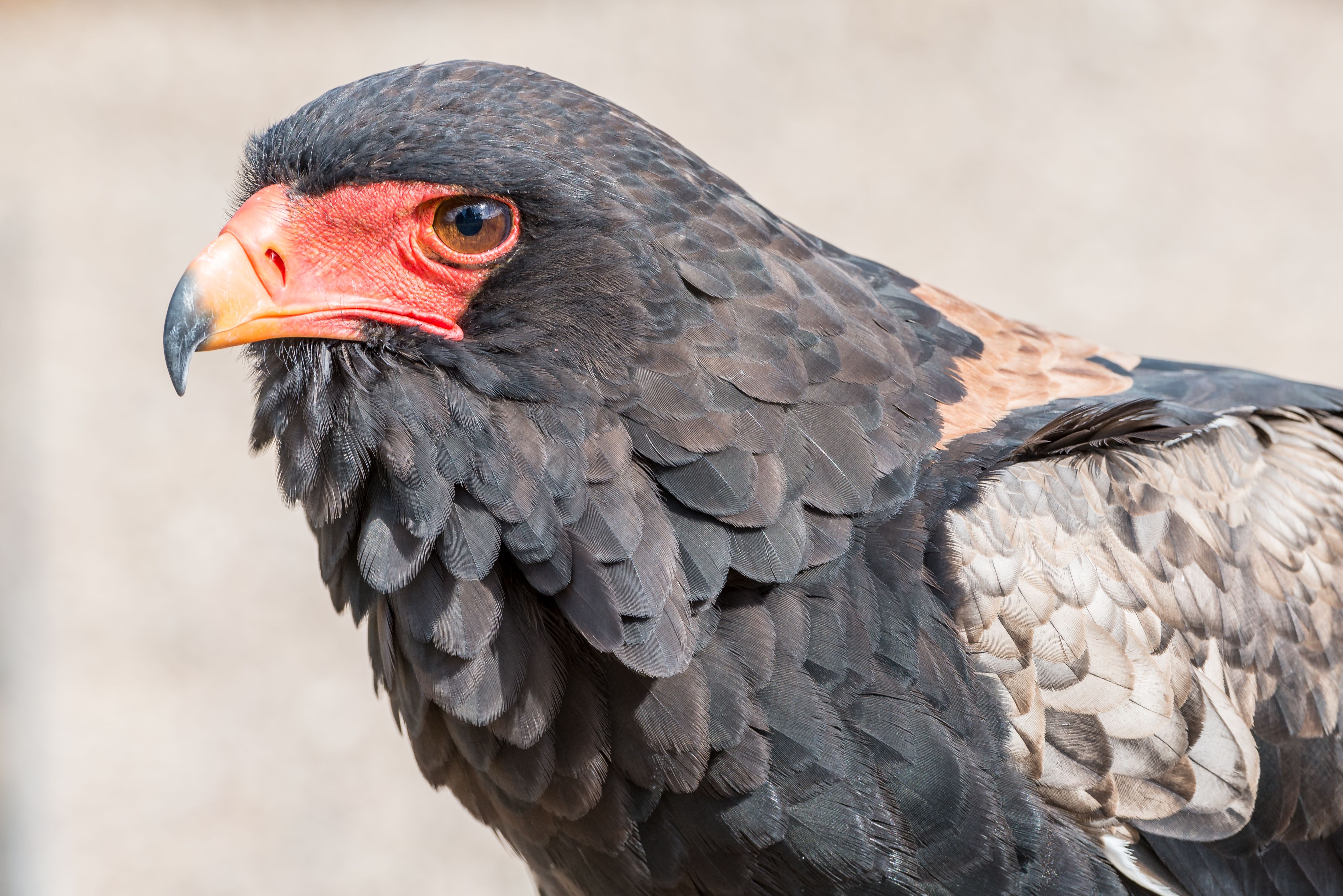 Bateleur Bird of Prey · Free Stock Photo